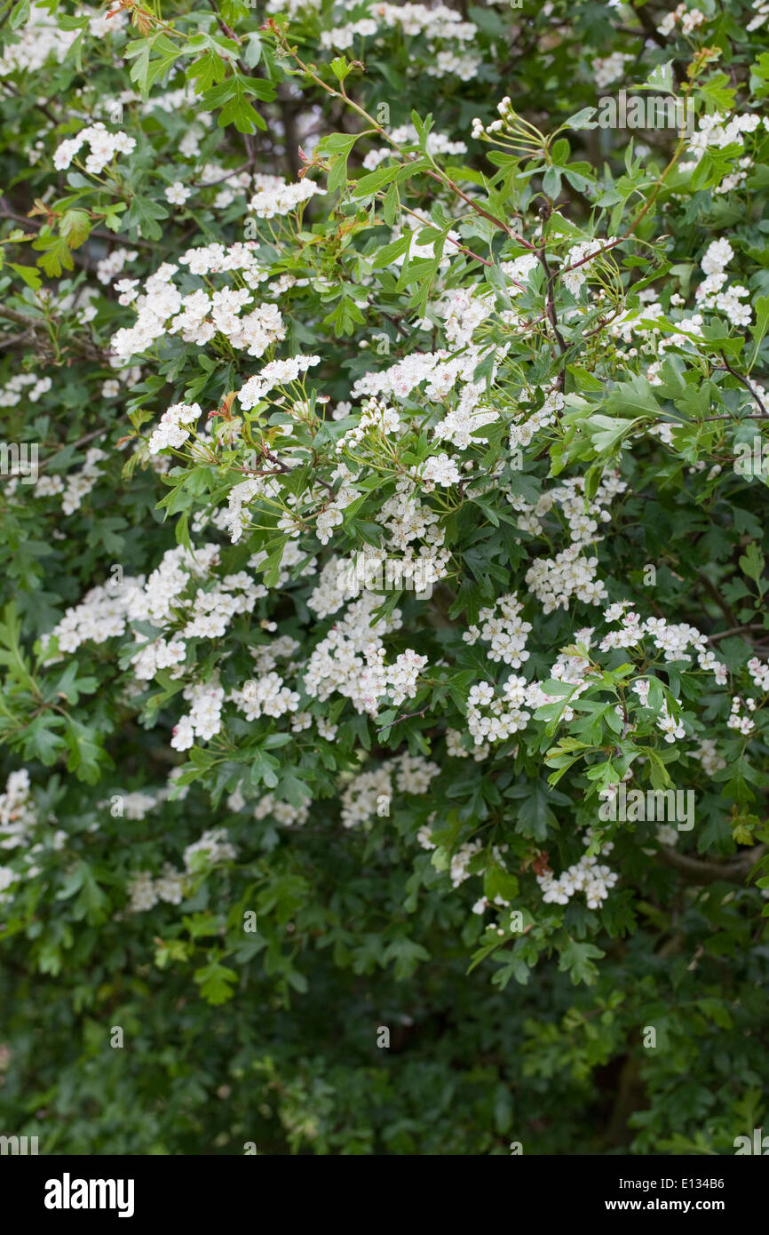 Quickthorn hi-res stock photography and images - Alamy