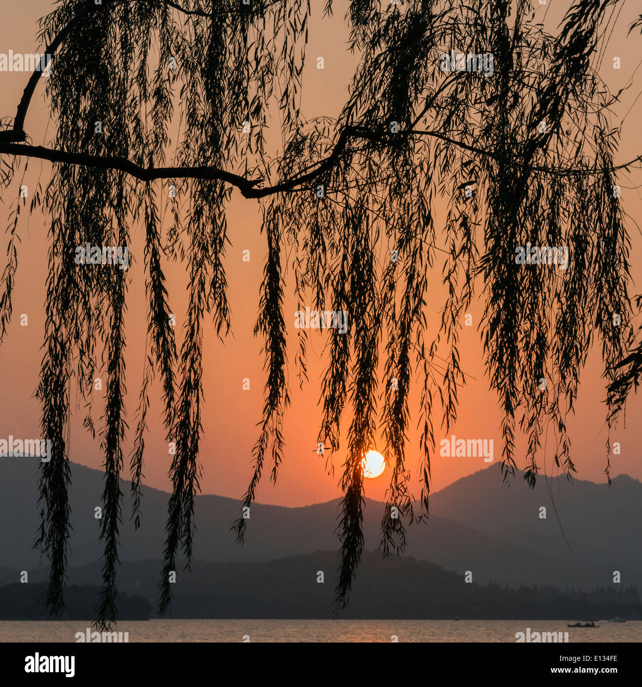 Willow at sunset, West Lake, Hangzhou, China Stock Photo - Alamy
