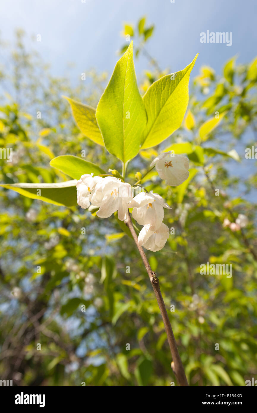 Winged snowdrop hi-res stock photography and images - Alamy