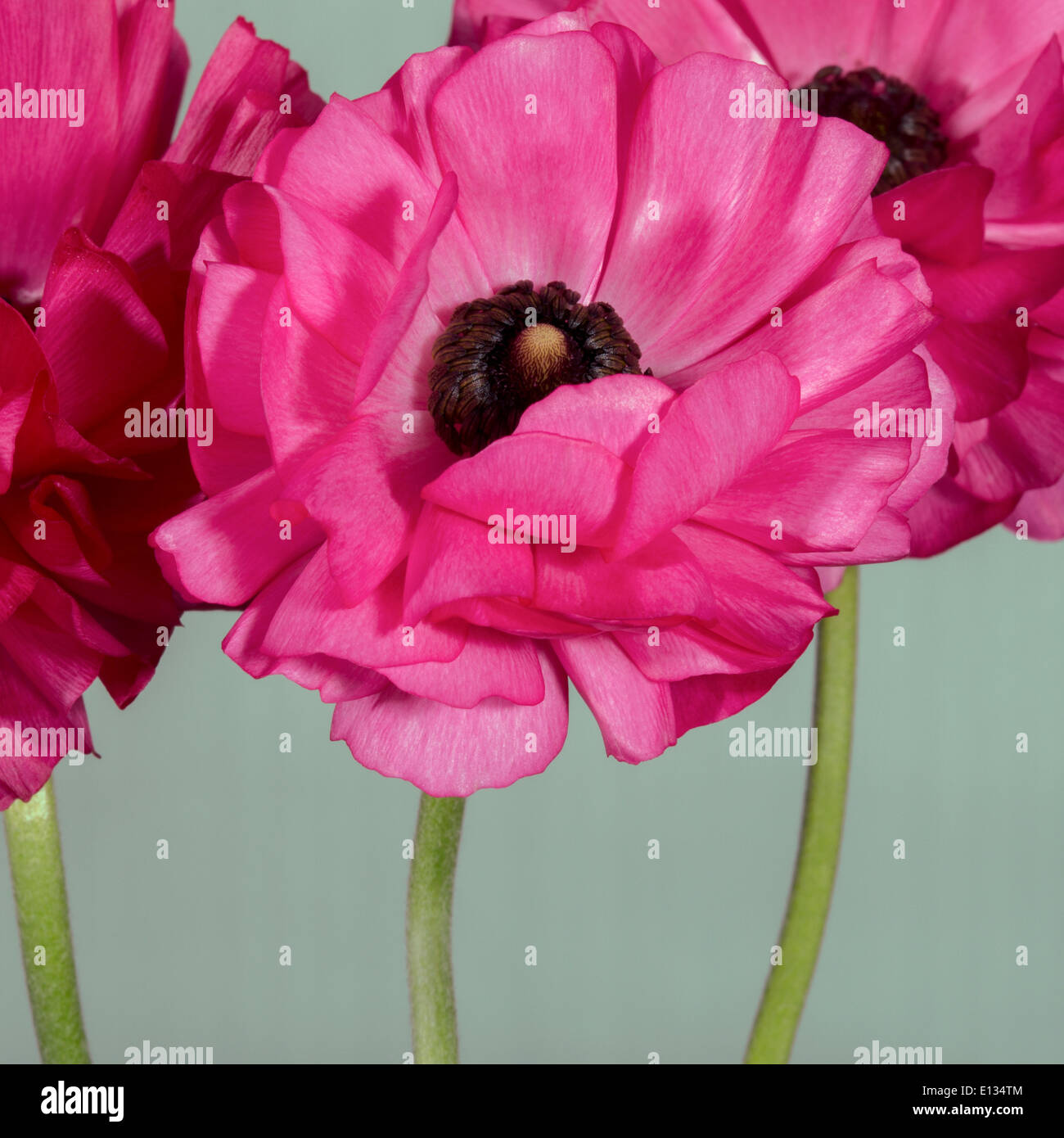 Ranunculus magenta flower hi-res stock photography and images - Alamy