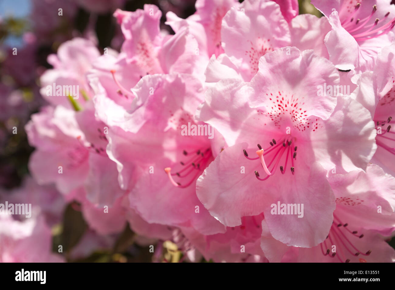 Hybrid Deciduous Azalea High Resolution Stock Photography and Images ...
