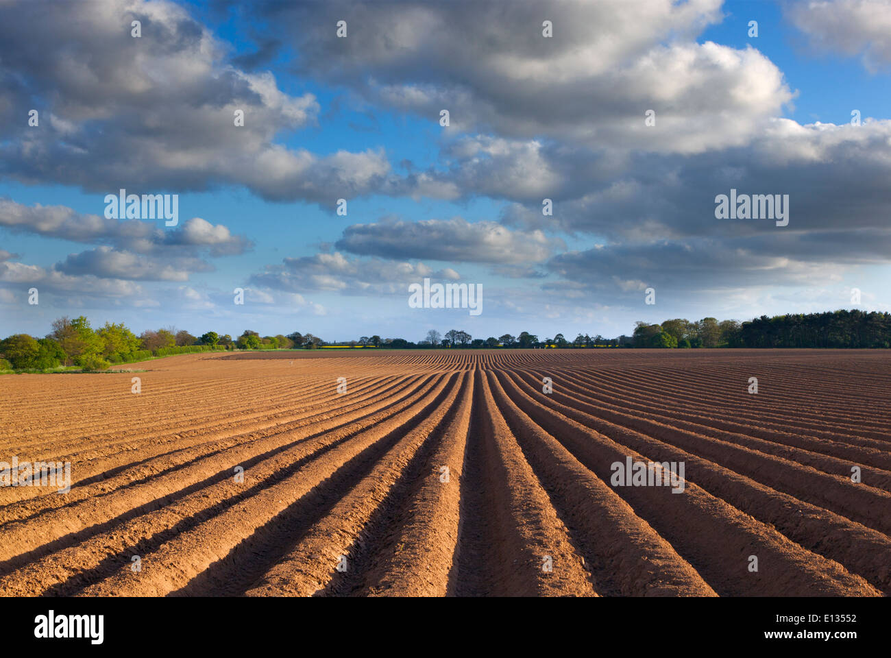 Planted Potato Field High Resolution Stock Photography and Images - Alamy
