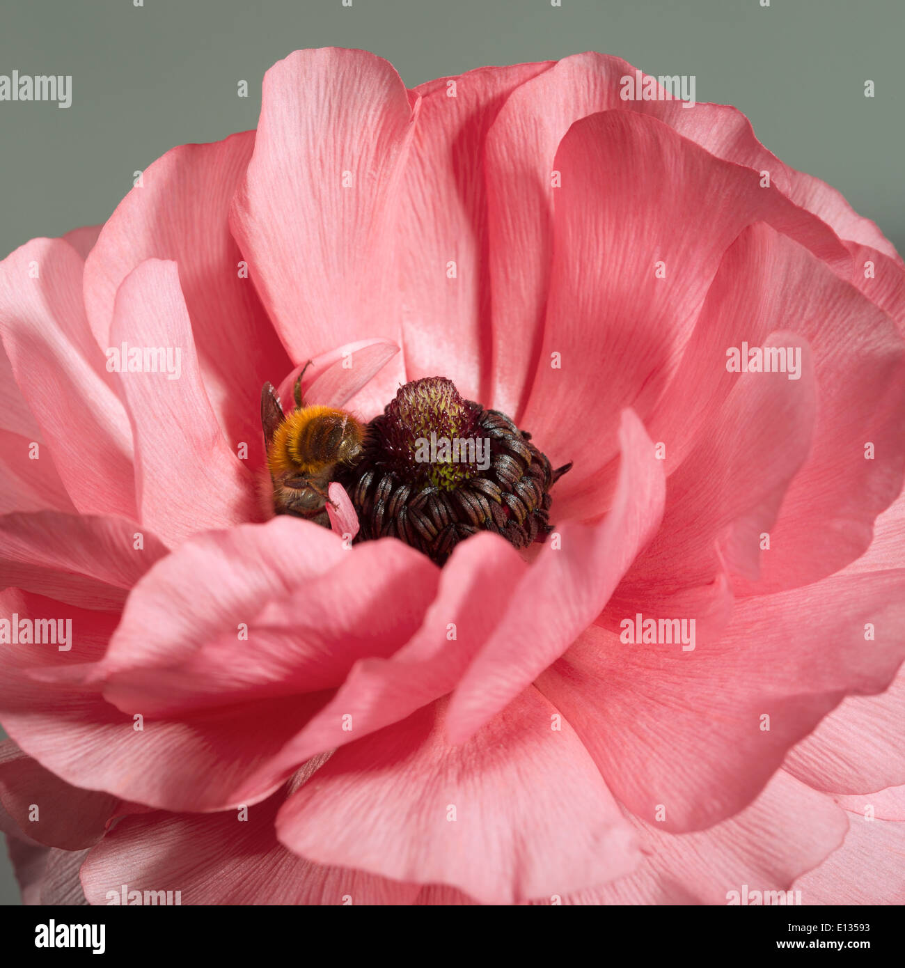 Pink Ranunculus asiaticus - Persian buttercup Stock Photo - Alamy