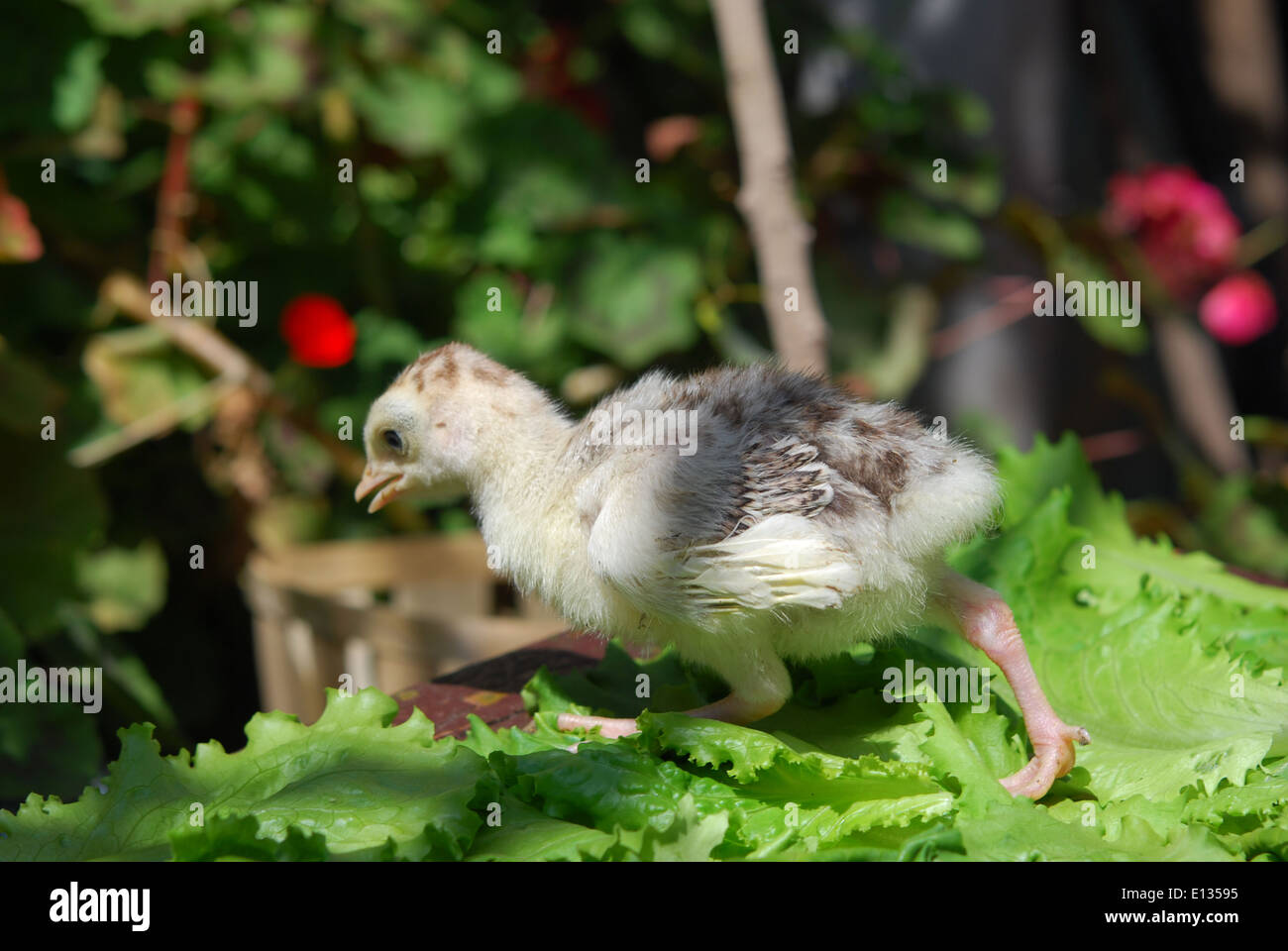 Small baby chicken outdoors Stock Photo - Alamy