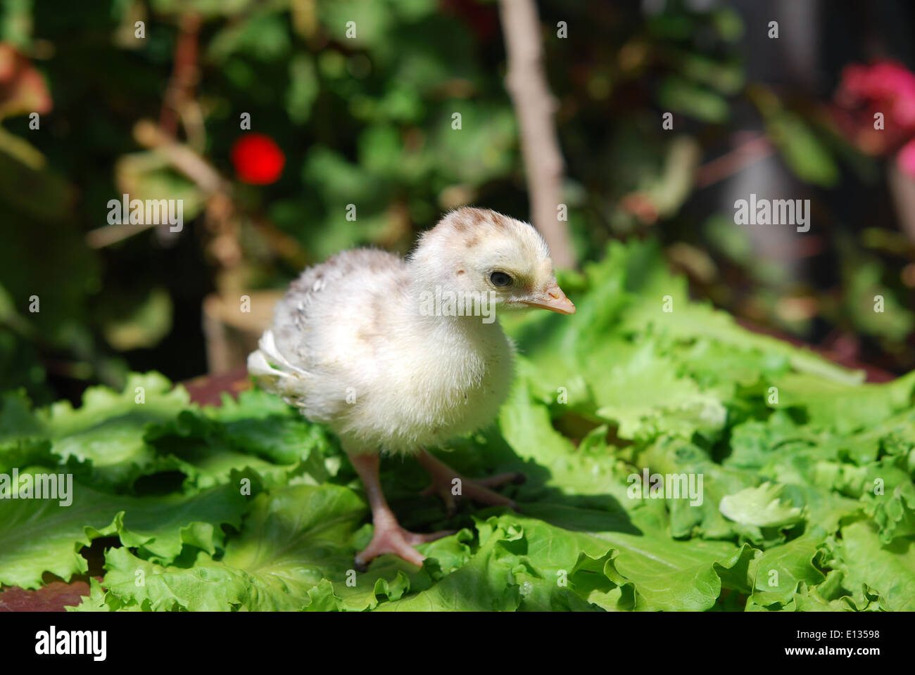 Small baby chicken outdoors Stock Photo - Alamy