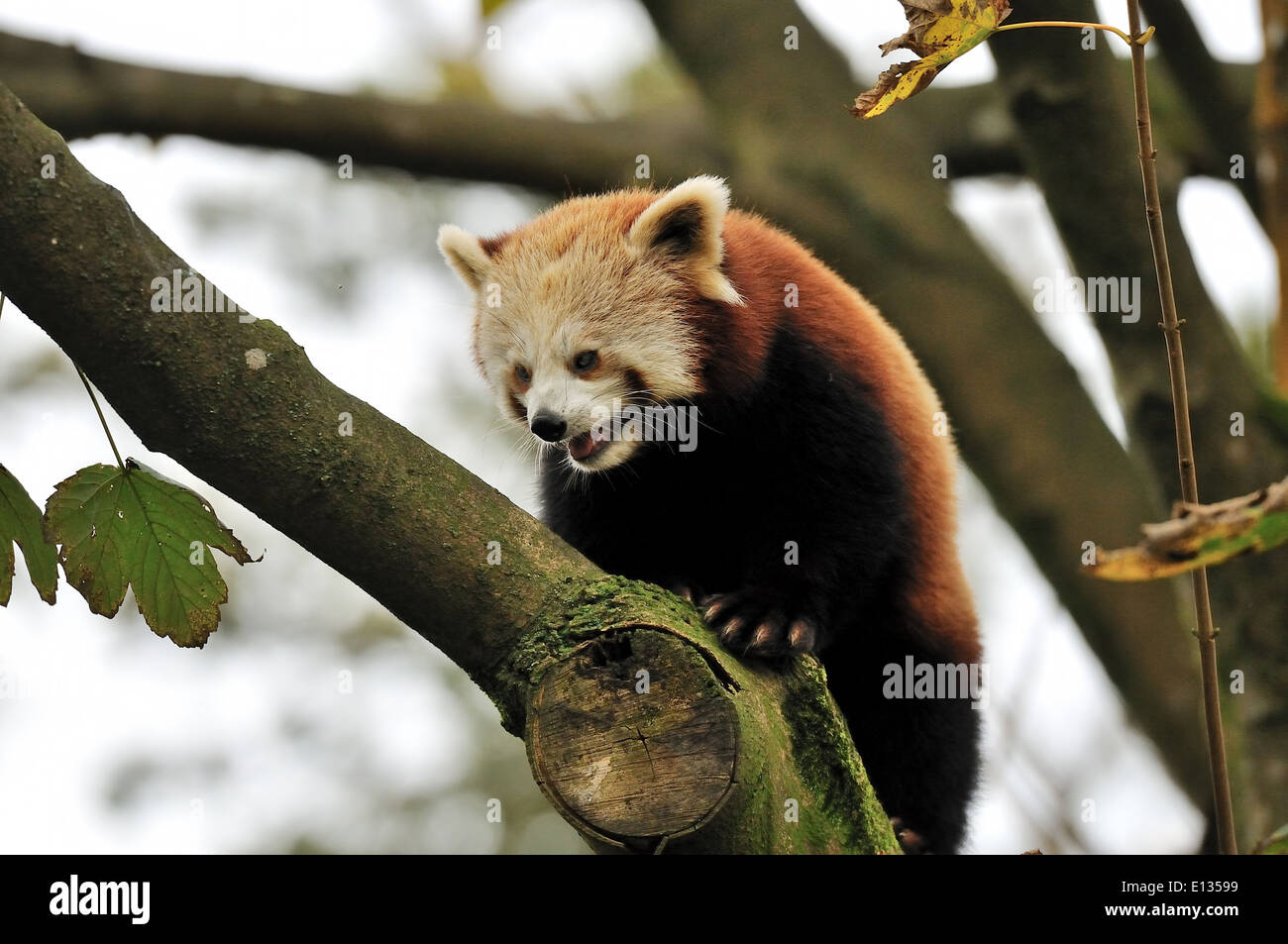 Red panda tree hi-res stock photography and images - Alamy