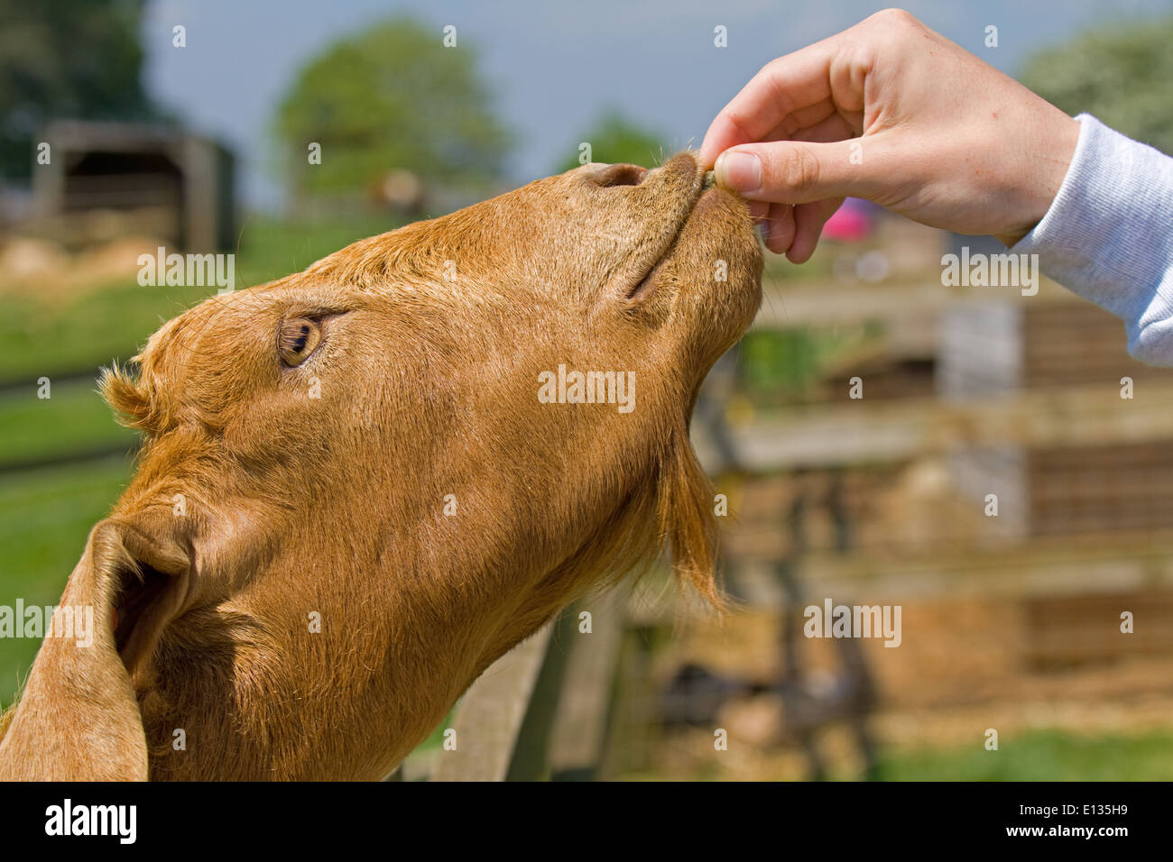 Goat reaching over fence to feed out of hand Stock Photo - Alamy
