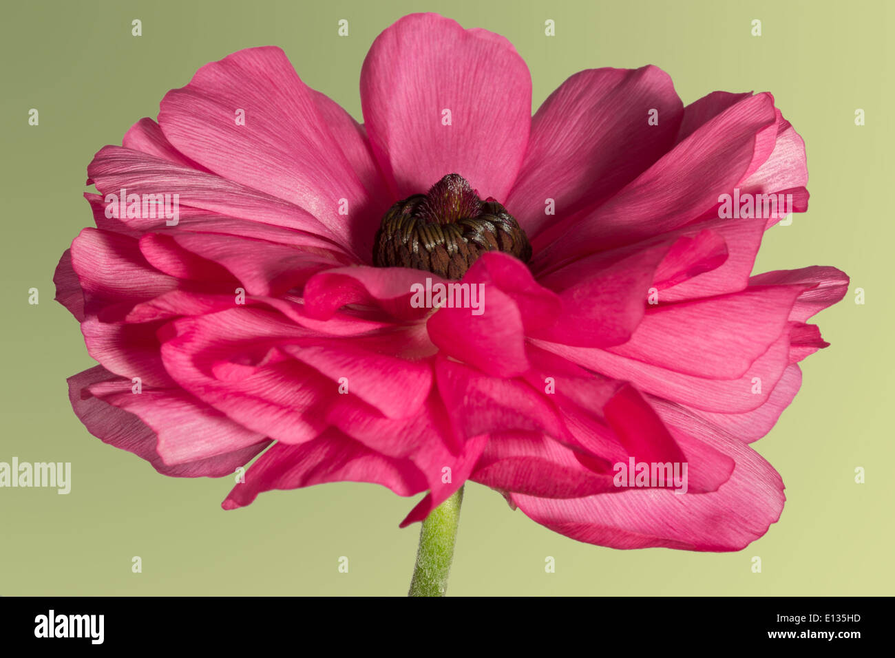 Pink Ranunculus asiaticus - Persian buttercup Stock Photo - Alamy