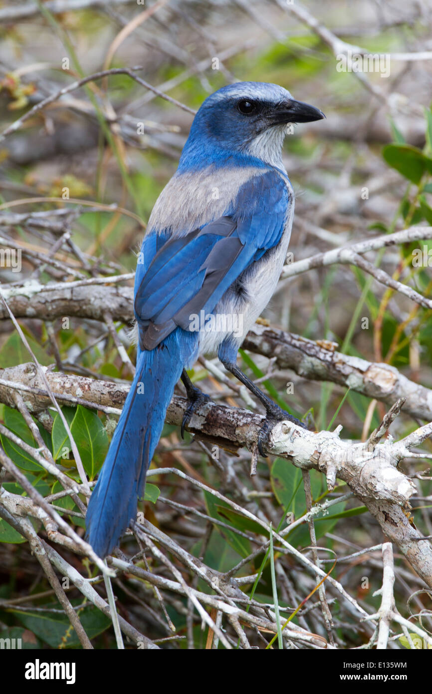 Scrub Jay High Resolution Stock Photography and Images - Alamy