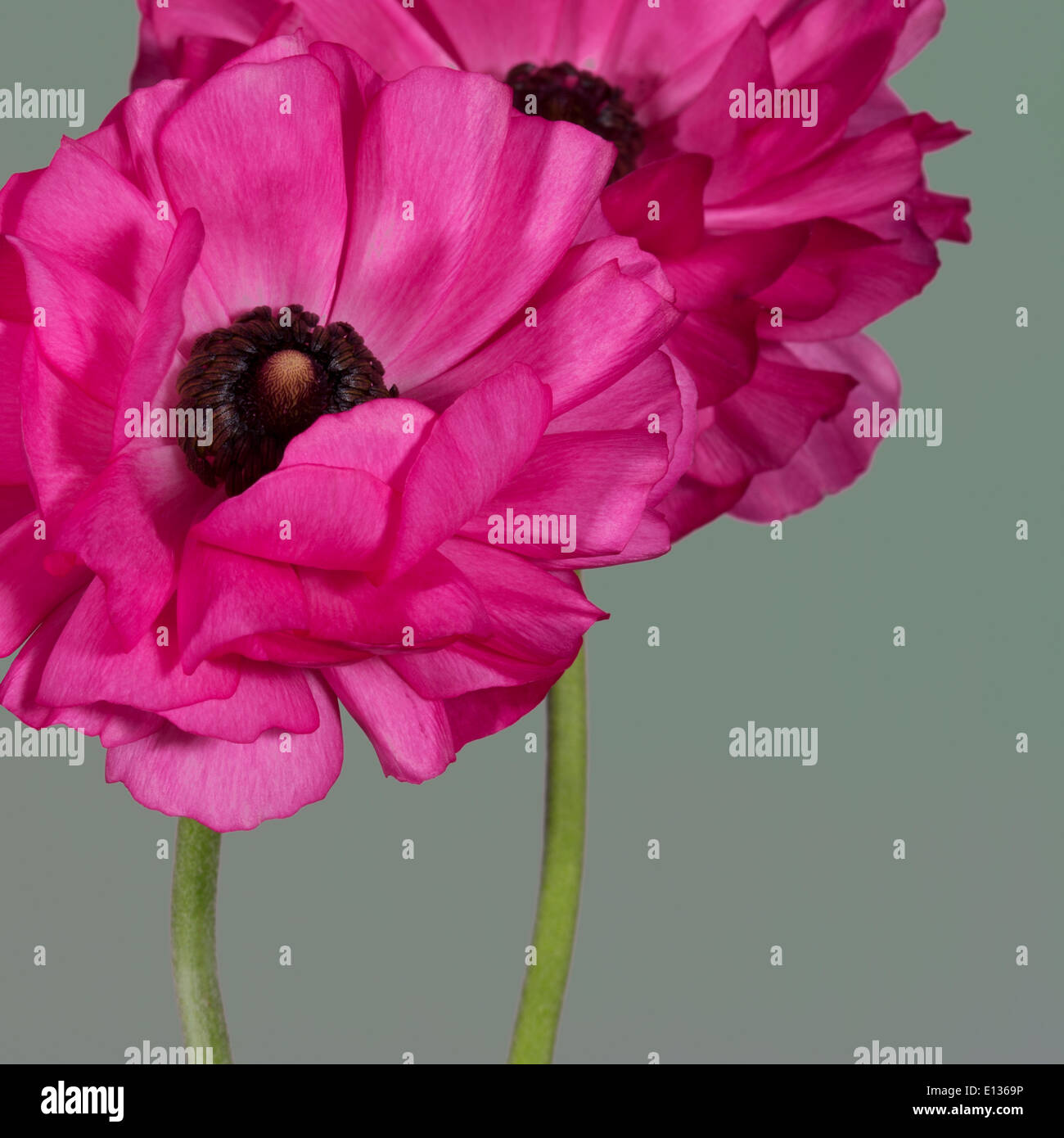 Pink Ranunculus asiaticus - Persian buttercup Stock Photo - Alamy