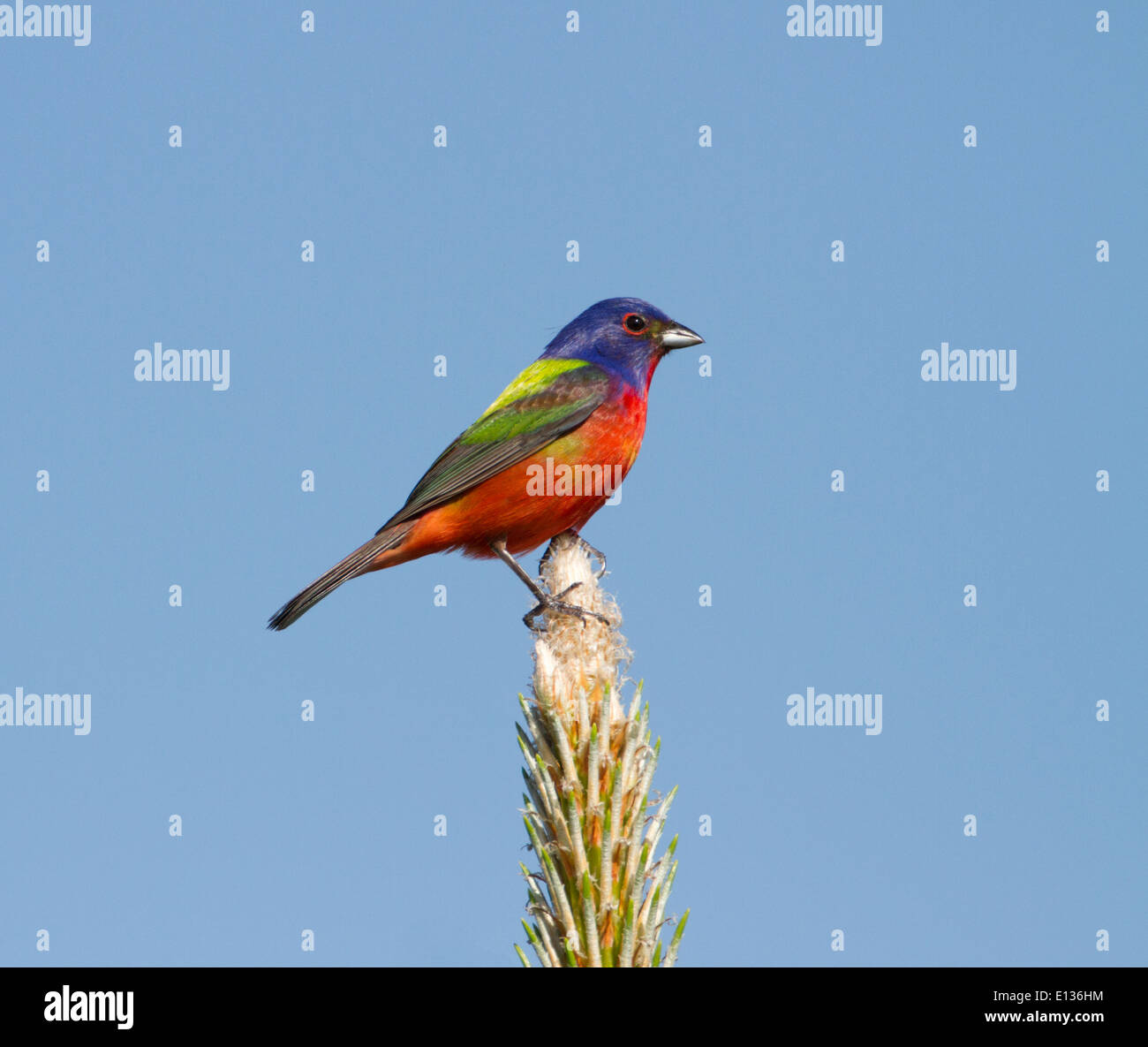 Male painted bunting perched on pine tree Stock Photo - Alamy