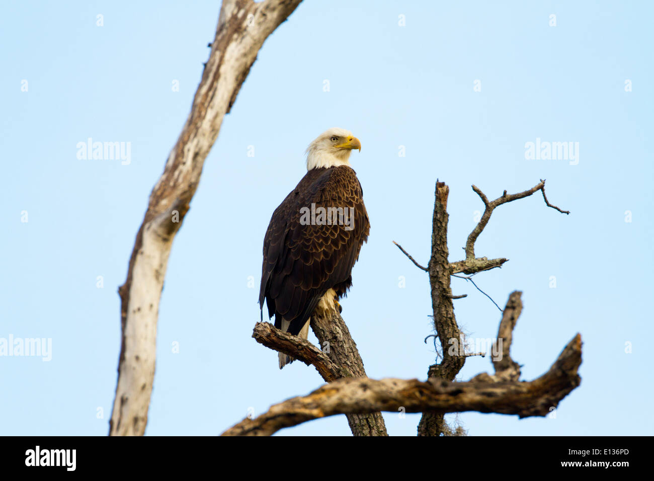 Mature Bald Eagle perched in dead live oak Stock Photo - Alamy