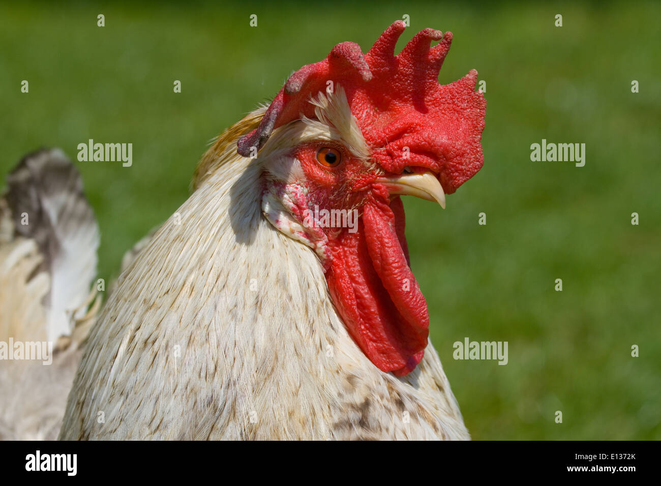 Legbar chicken hi-res stock photography and images - Alamy