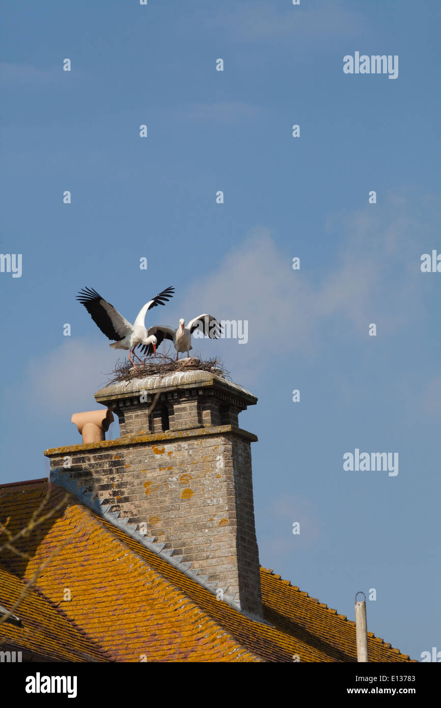 White Stork (Ciconia ciconia). Nesting on top of a chimney stack ...