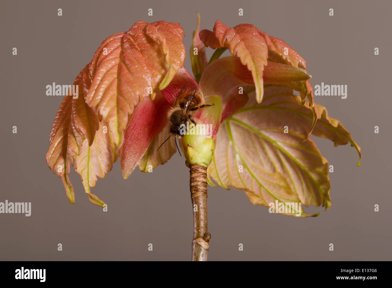 Bud sycamore tree acer pseudoplatanus hi-res stock photography and ...