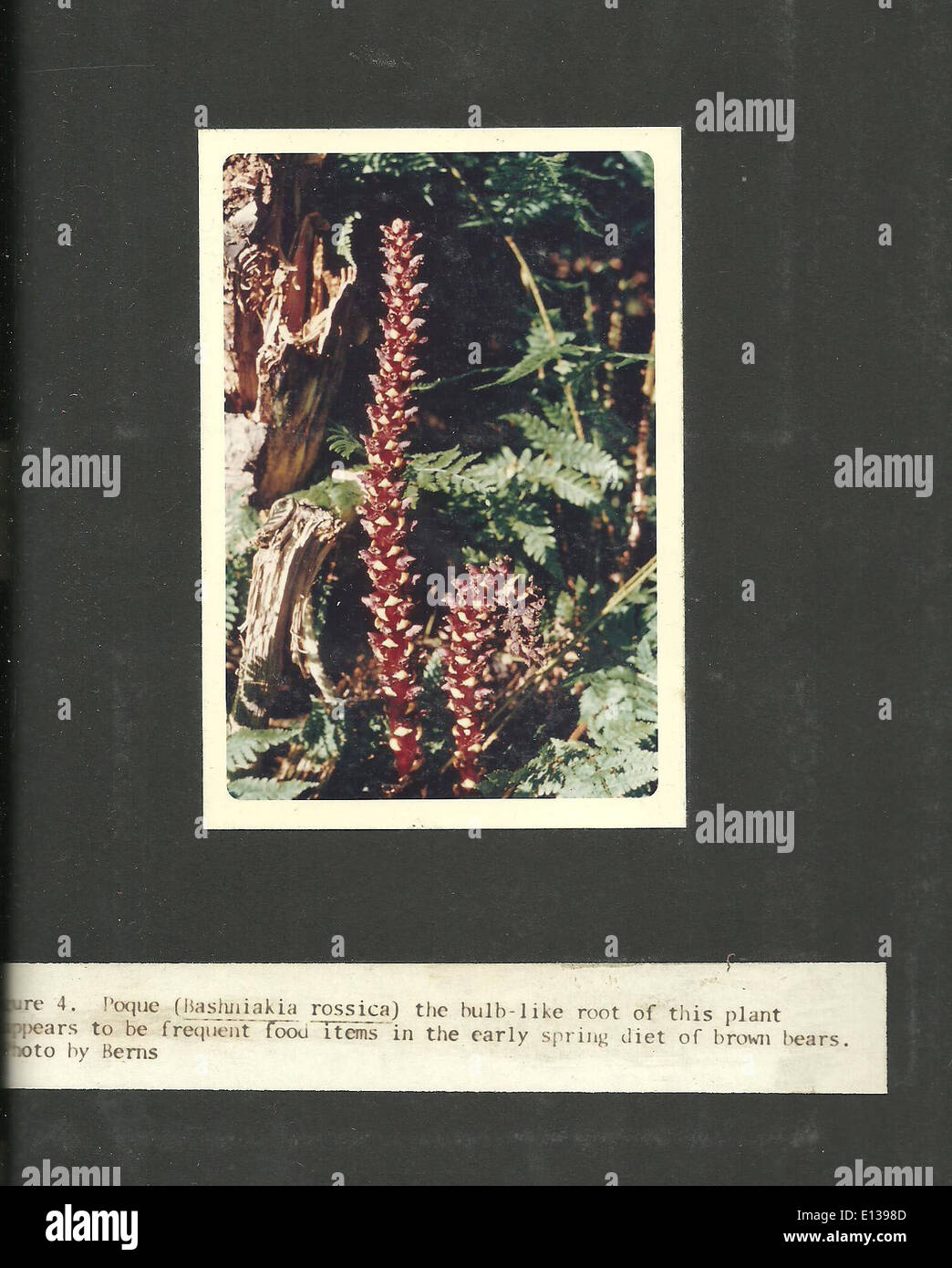 Poque hi-res stock photography and images - Alamy