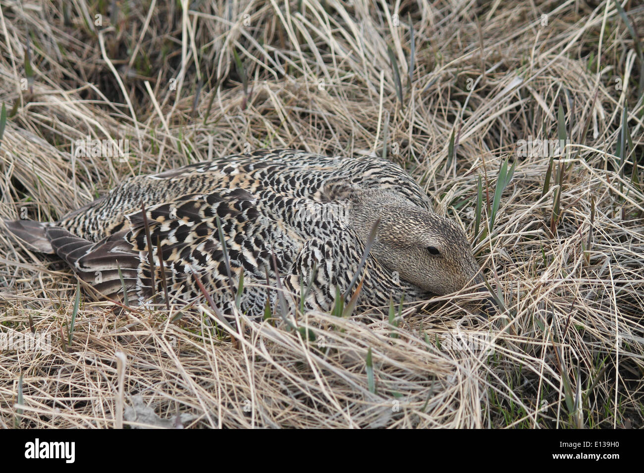 Common eider nesting hi-res stock photography and images - Alamy