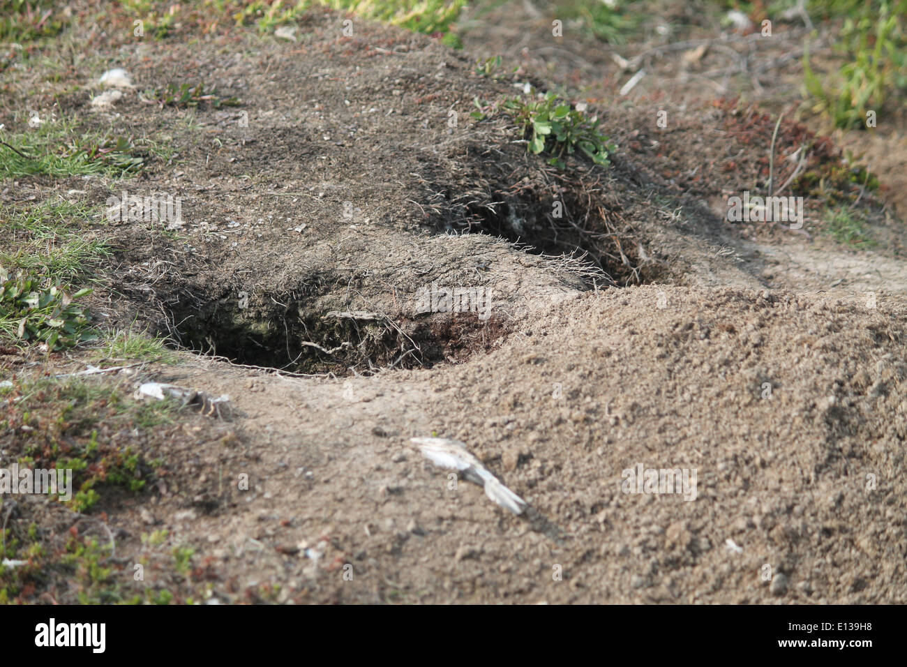 An Arctic Fox den in the Yukon Delta National Wildlife Refuge, Alaska ...