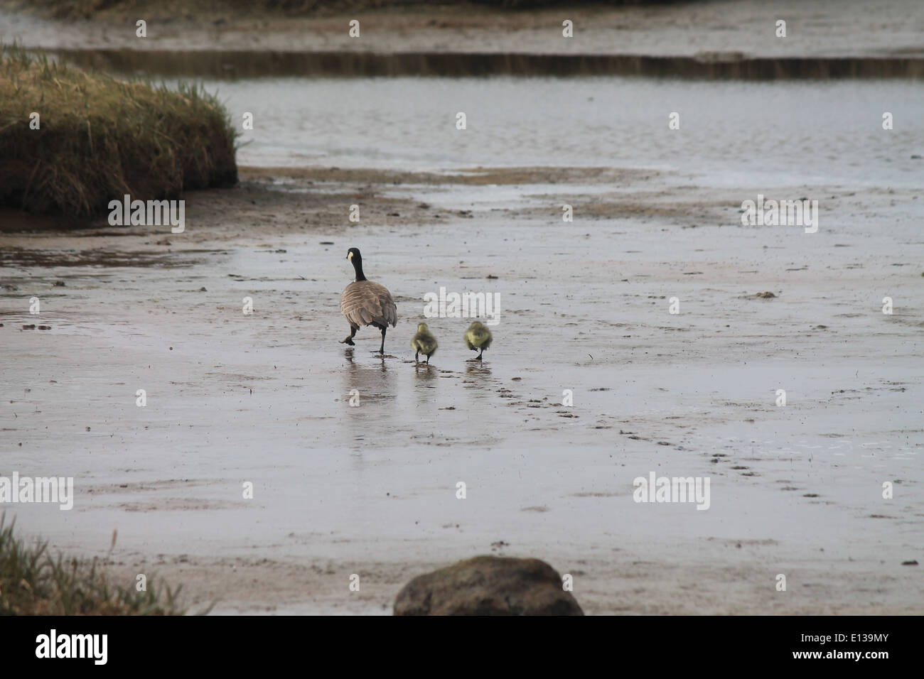Cackler hi-res stock photography and images - Alamy