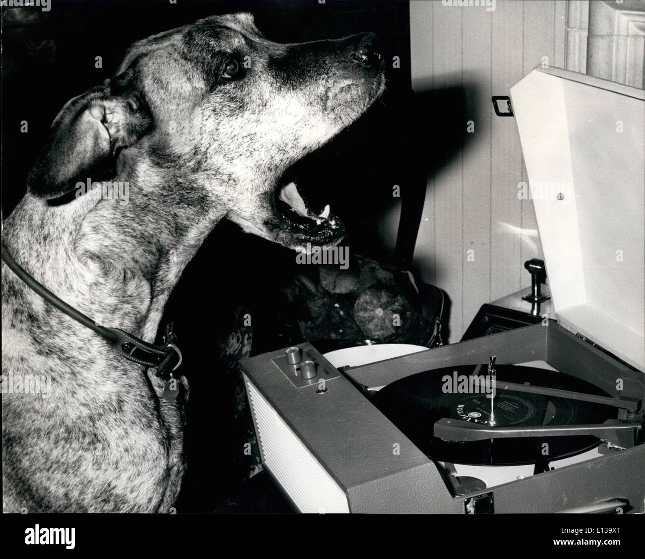 Well known dog trainer has enlisted junies help hi-res stock ...