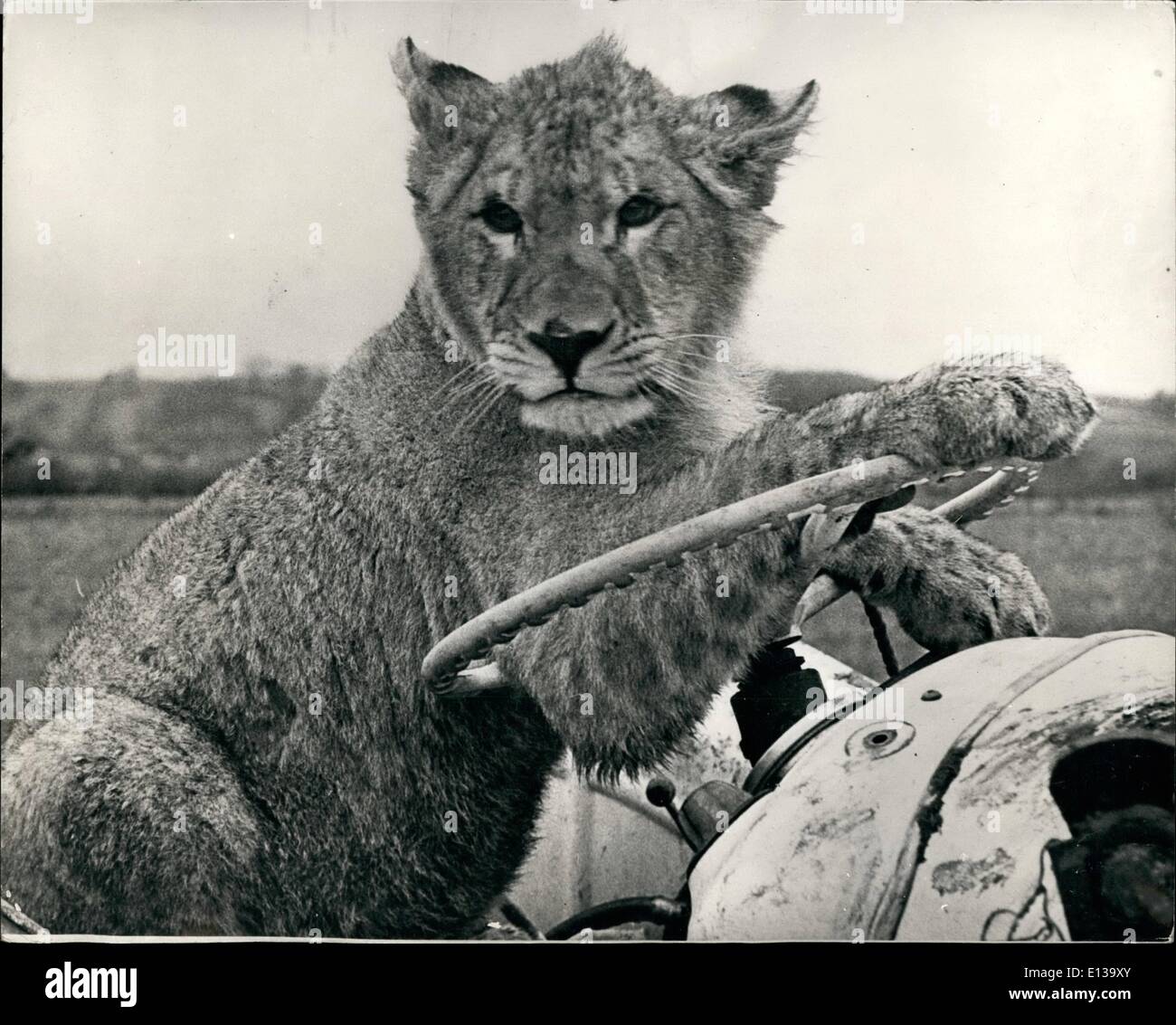 Riding lion hi-res stock photography and images - Alamy