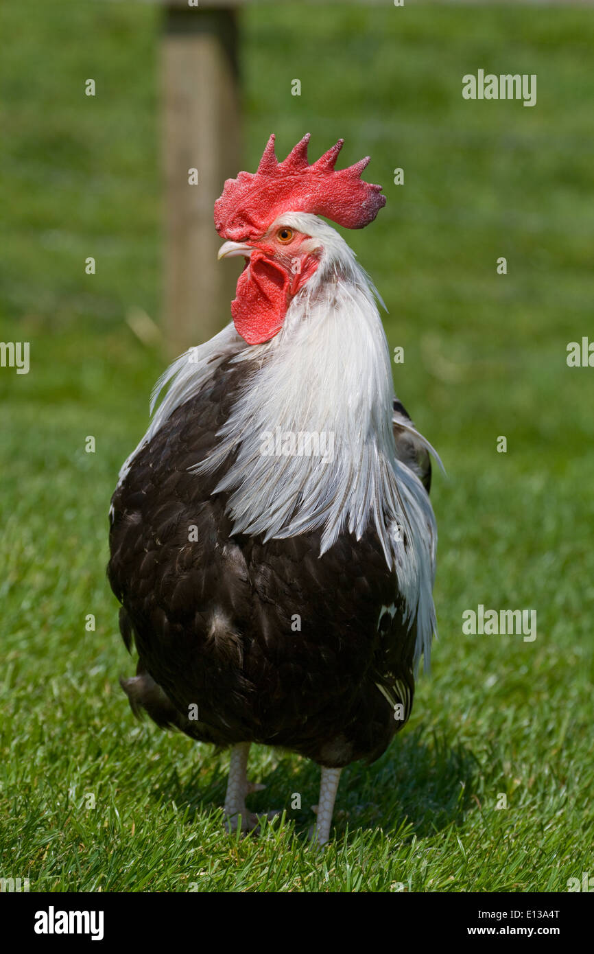 Dorking cockerel hi-res stock photography and images - Alamy