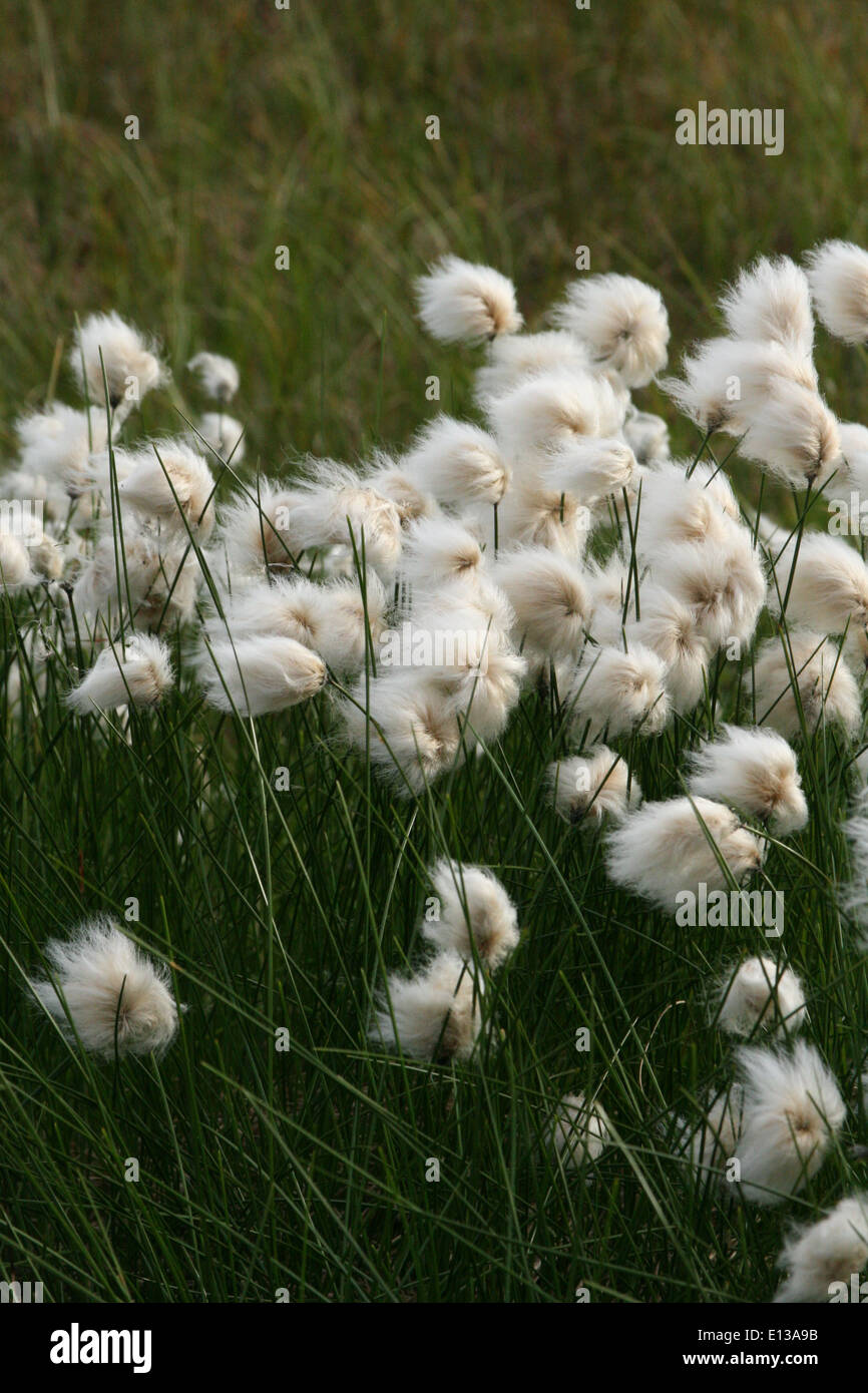 Alaska cotton grass hi-res stock photography and images - Alamy