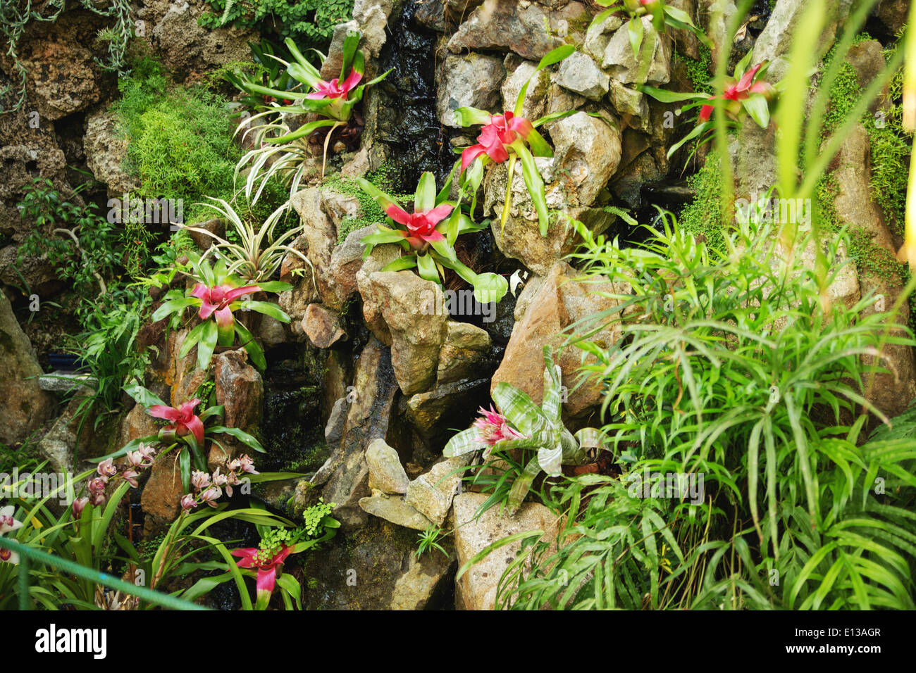 Beautiful plant growing in hi-res stock photography and images - Alamy