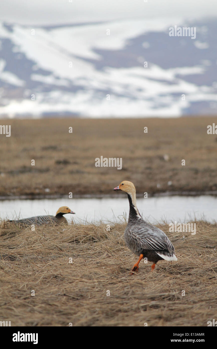 A pair of Emperor geese in the Yukon Delta National Wildlife Refuge ...