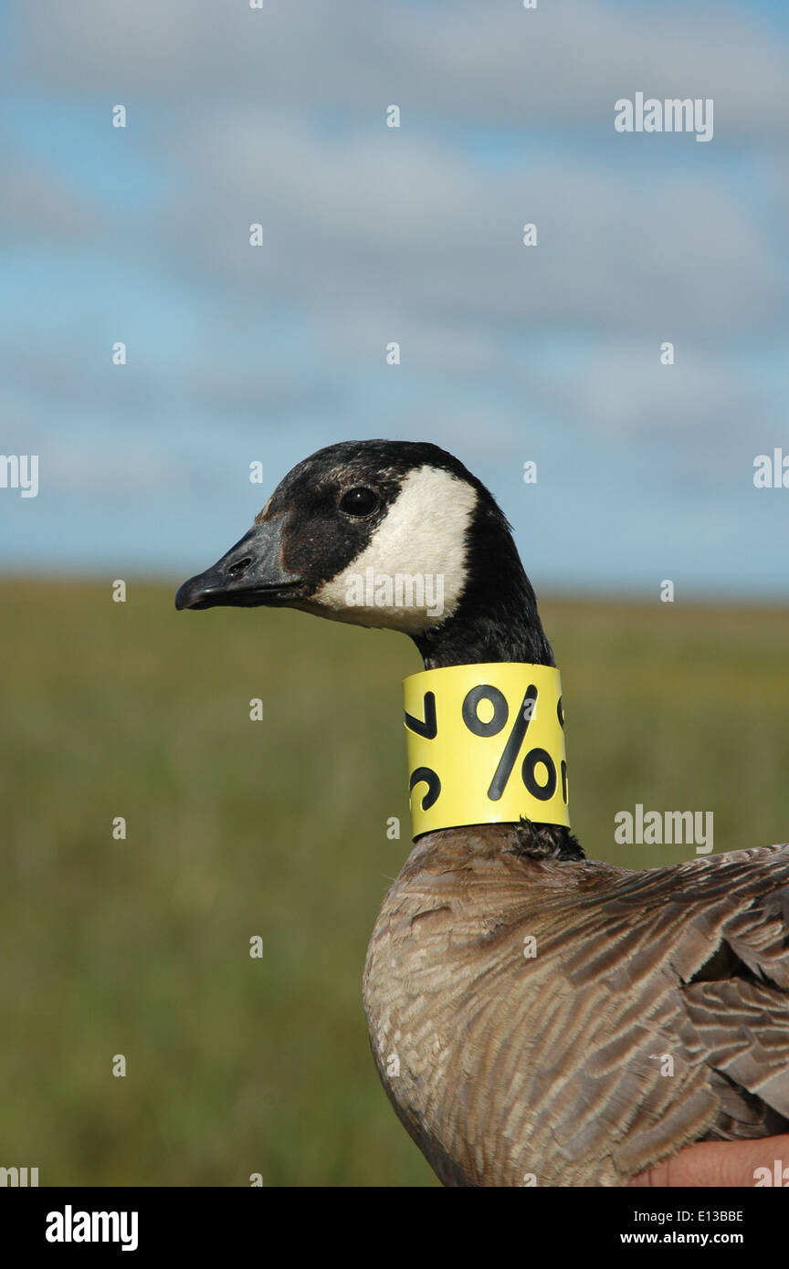 Collared geese in the Yukon Delta National Wildlife Refuge are part of ...