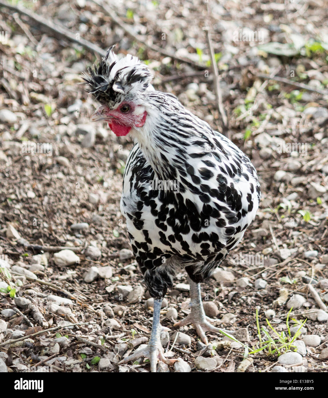 Chicken by stones hi-res stock photography and images - Alamy
