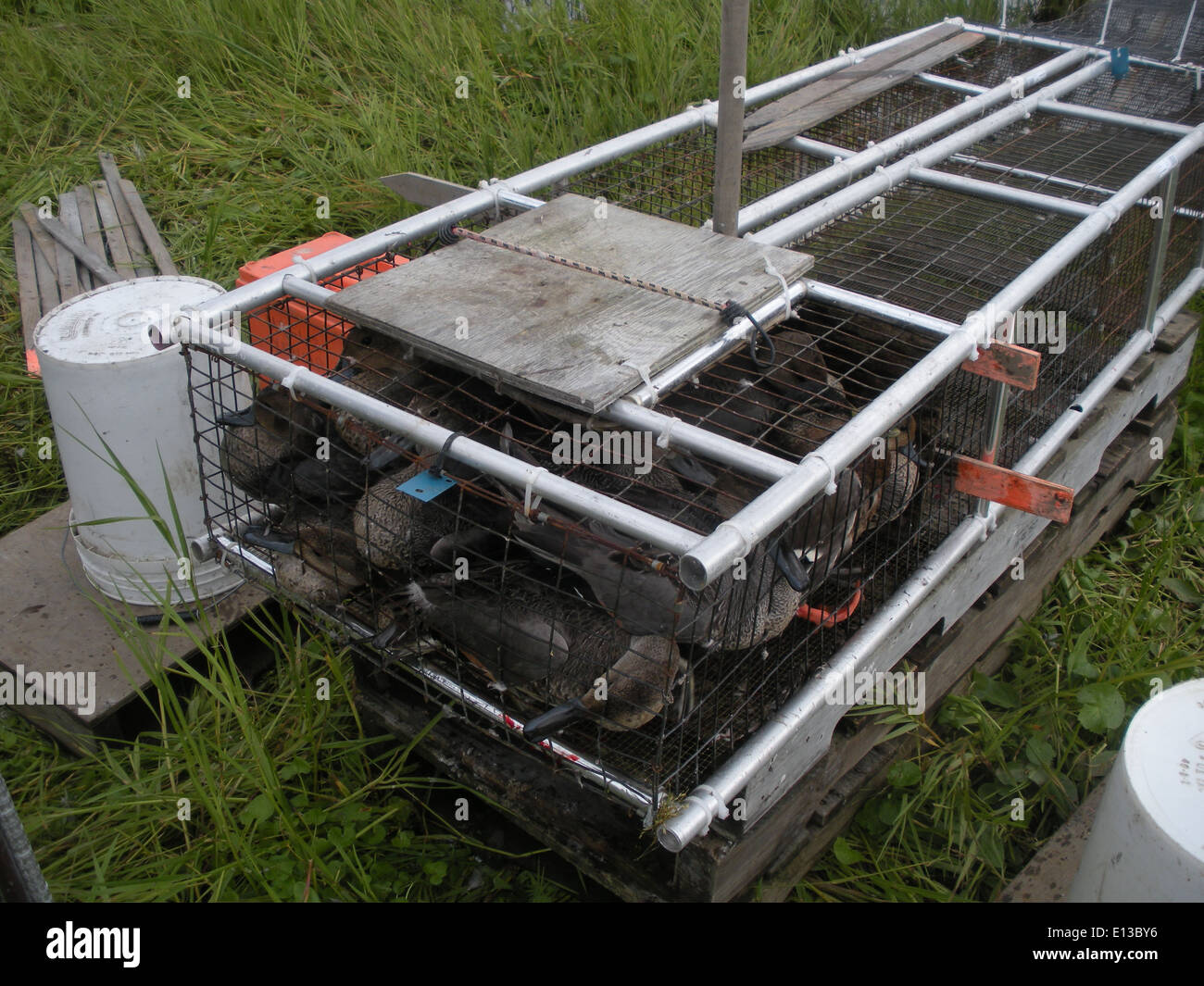 The process of bird banding involves attaching small, lightweight bands ...