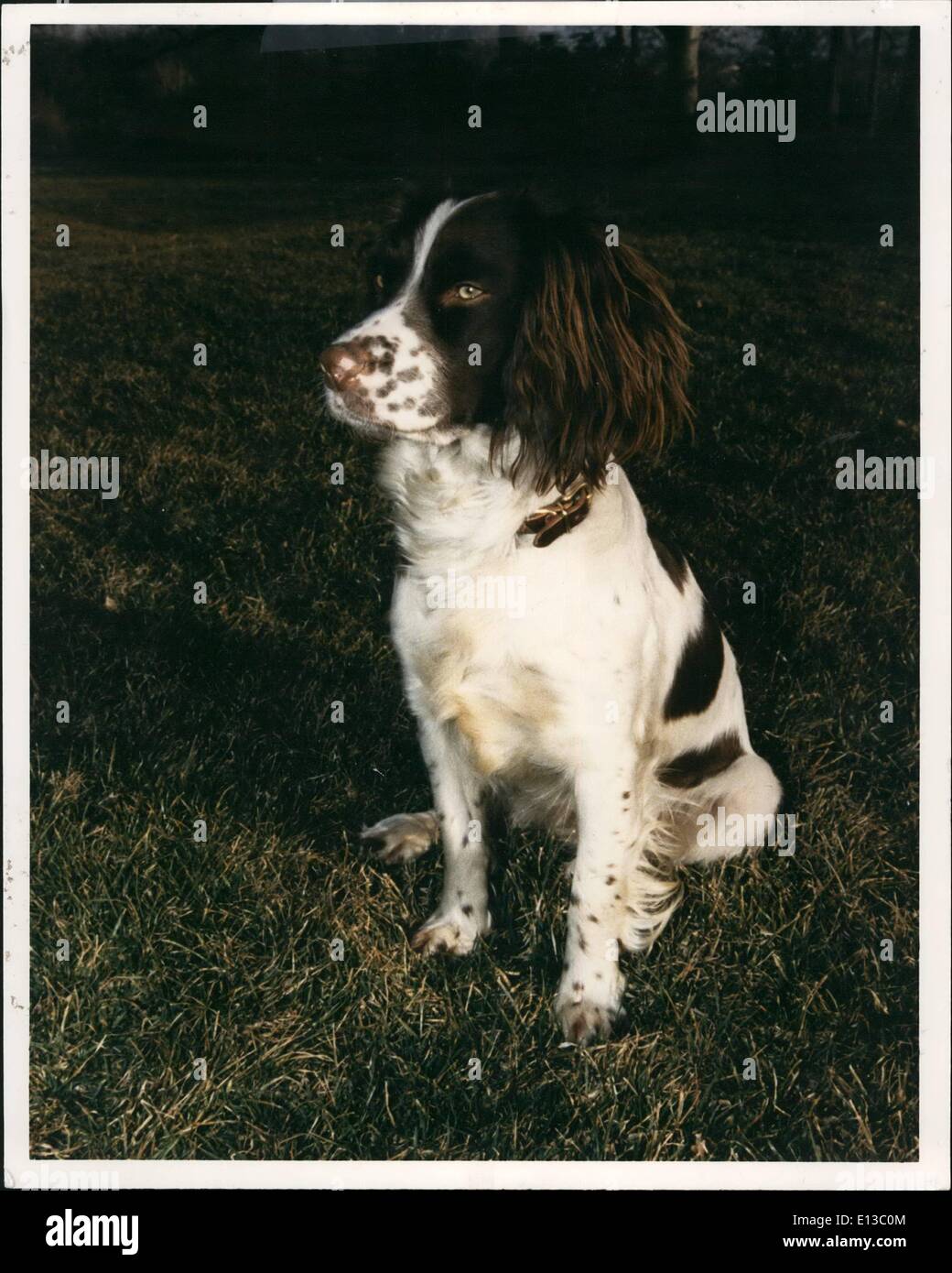 Millie the dog hi-res stock photography and images - Alamy