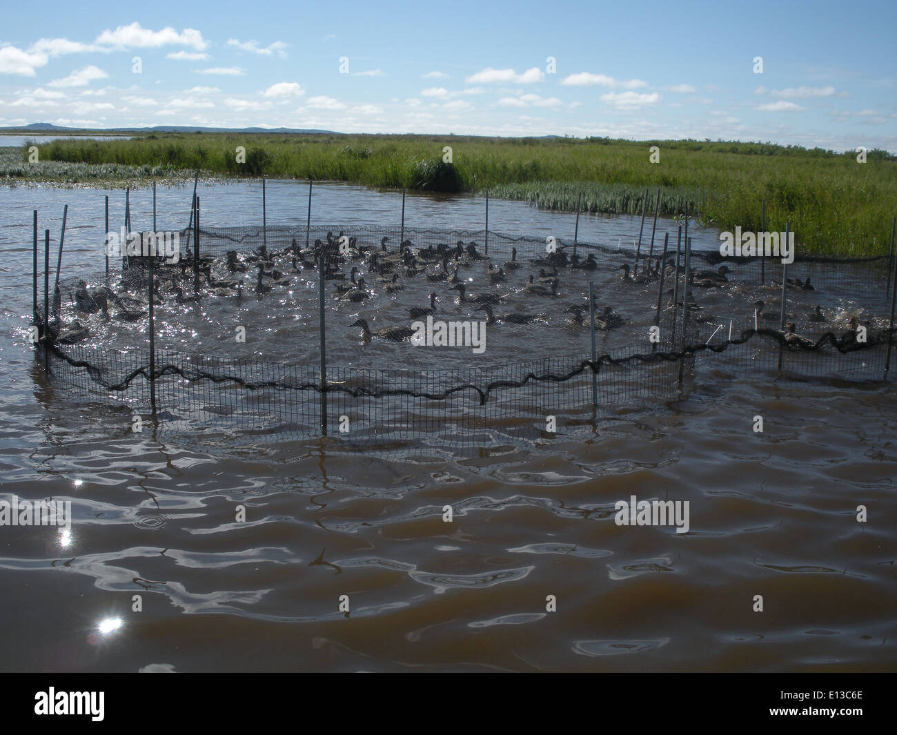 Swimming in trap Stock Photo - Alamy