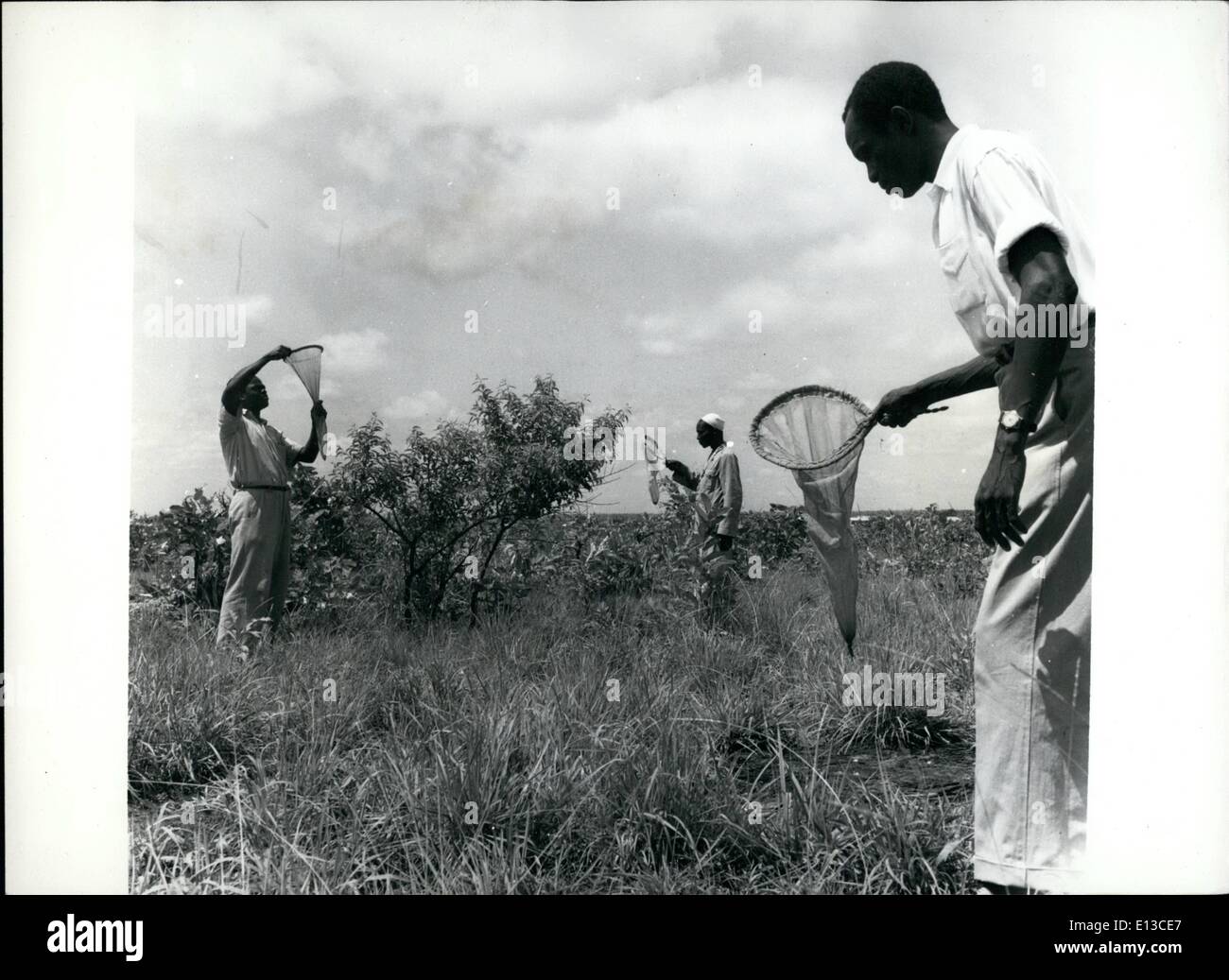 Tsetse fly hi-res stock photography and images - Alamy