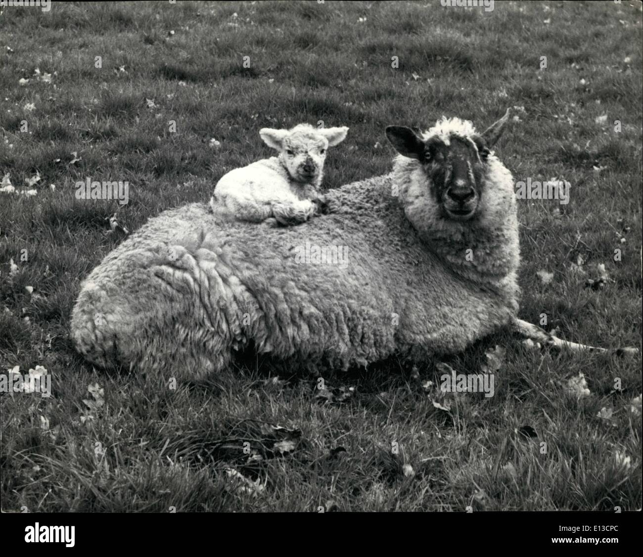 Baa baa lamb hi-res stock photography and images - Alamy