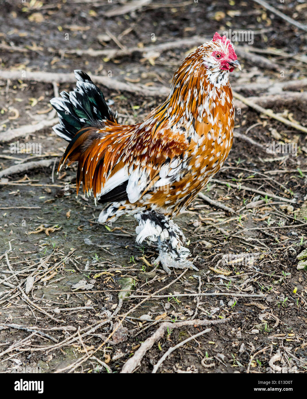 Duccle chicken hi-res stock photography and images - Alamy
