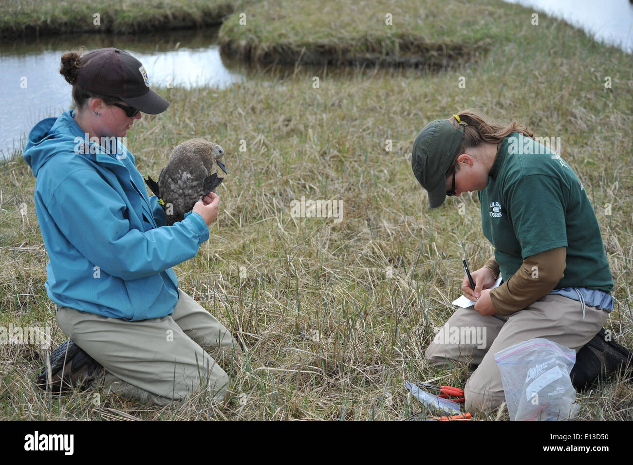 Recording wildlife hi-res stock photography and images - Alamy