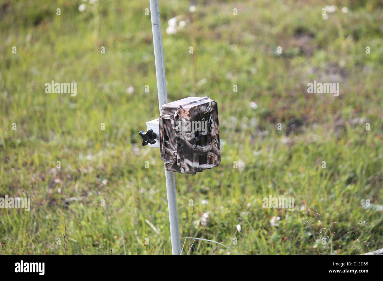Trail cameras are used in Alaska to capture wildlife activity ...