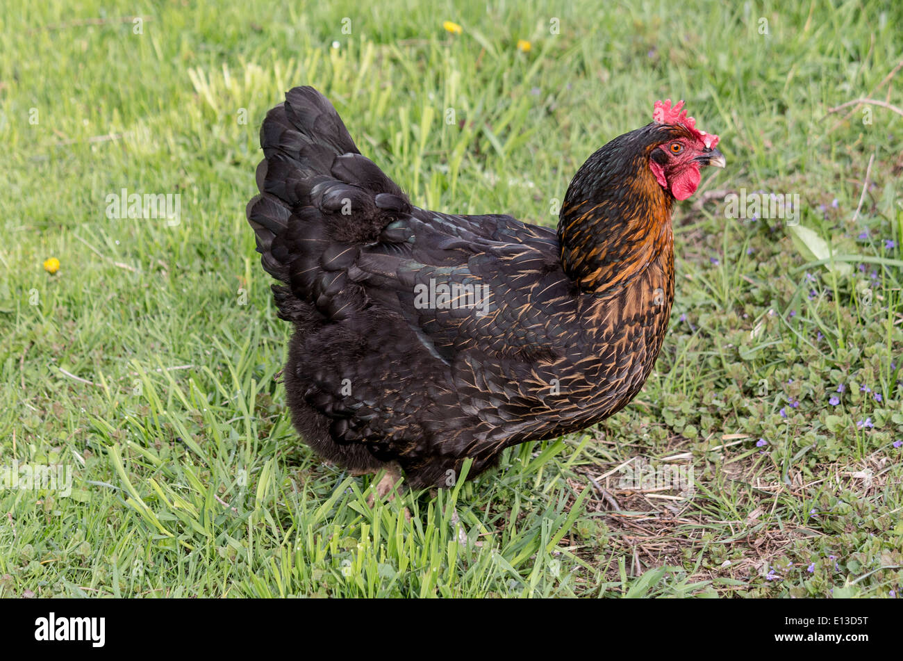 Rooster strut hi-res stock photography and images - Alamy