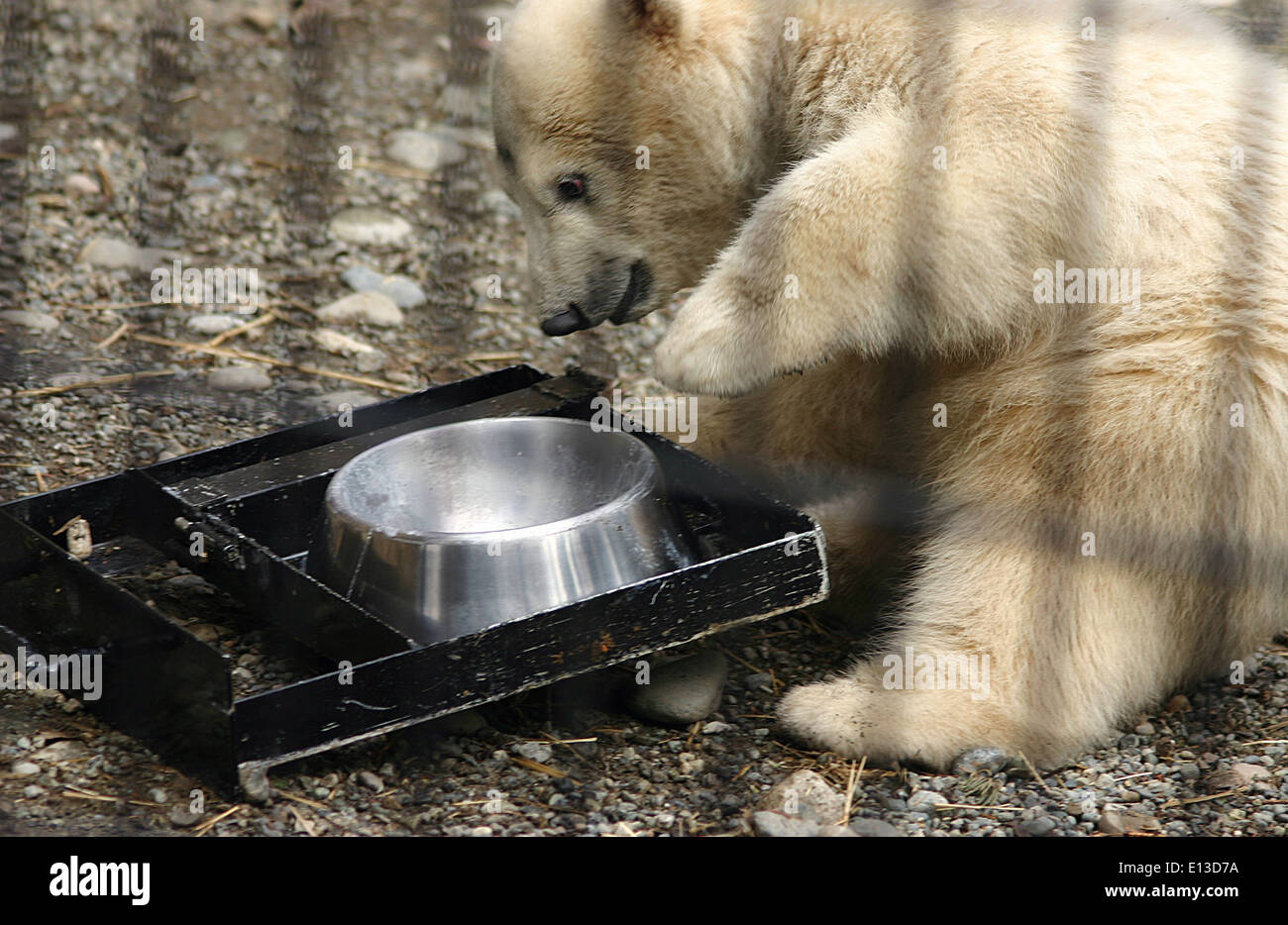 Kali wants more food Stock Photo - Alamy