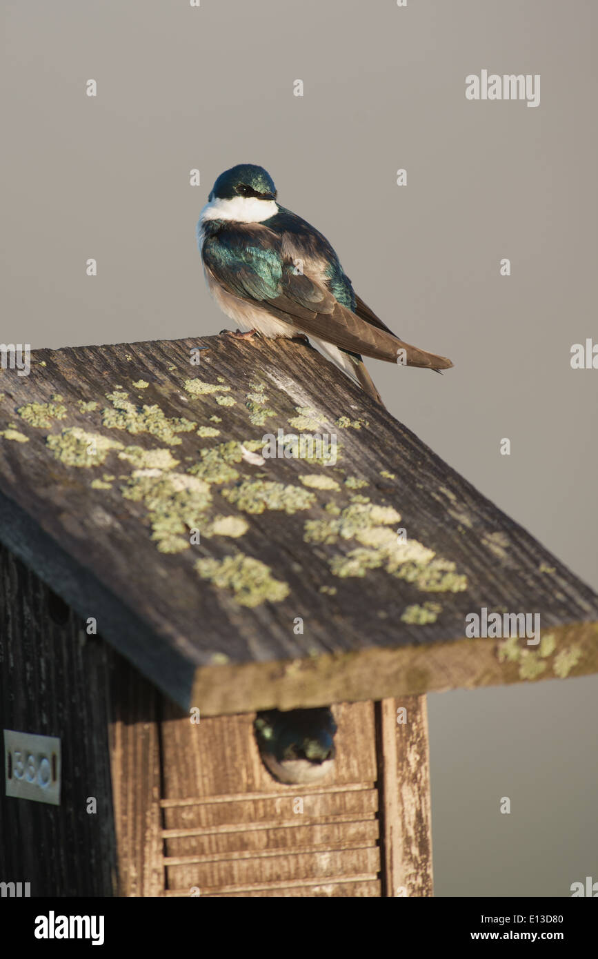 Mating Tree Swallows (Tachycineta bicolor) on a nesting box in Iroquois ...