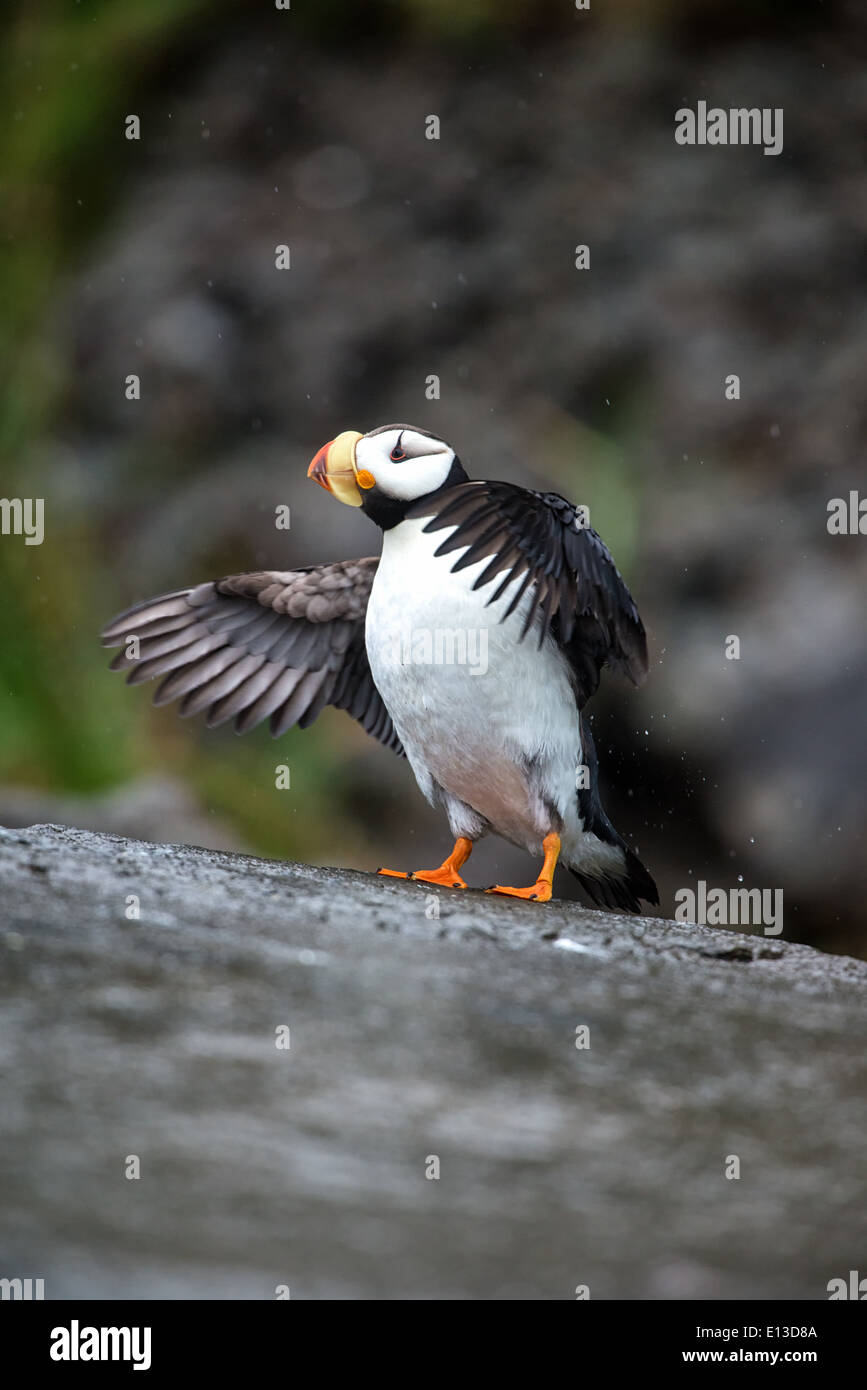 Pacific puffin hi-res stock photography and images - Alamy