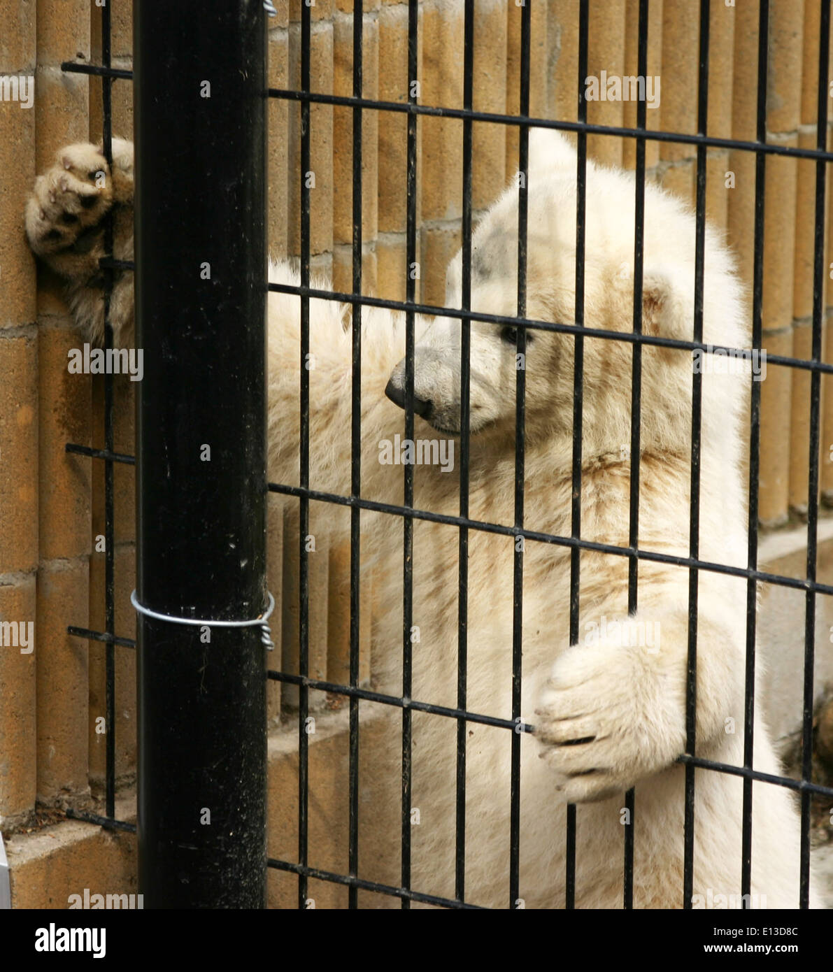 This image captures Kali, a figure gazing thoughtfully from a vantage ...