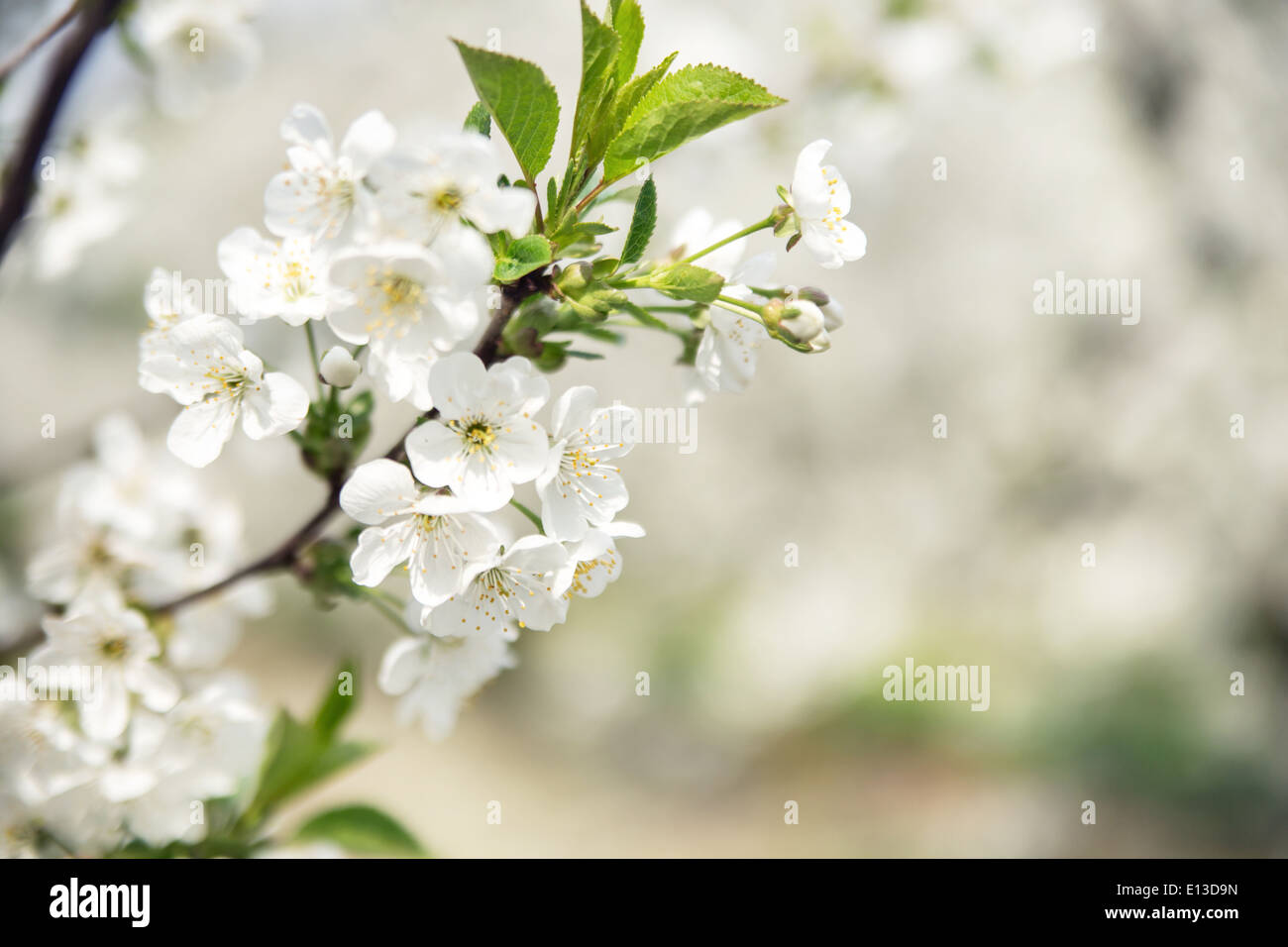 Flower orchard hi-res stock photography and images - Alamy