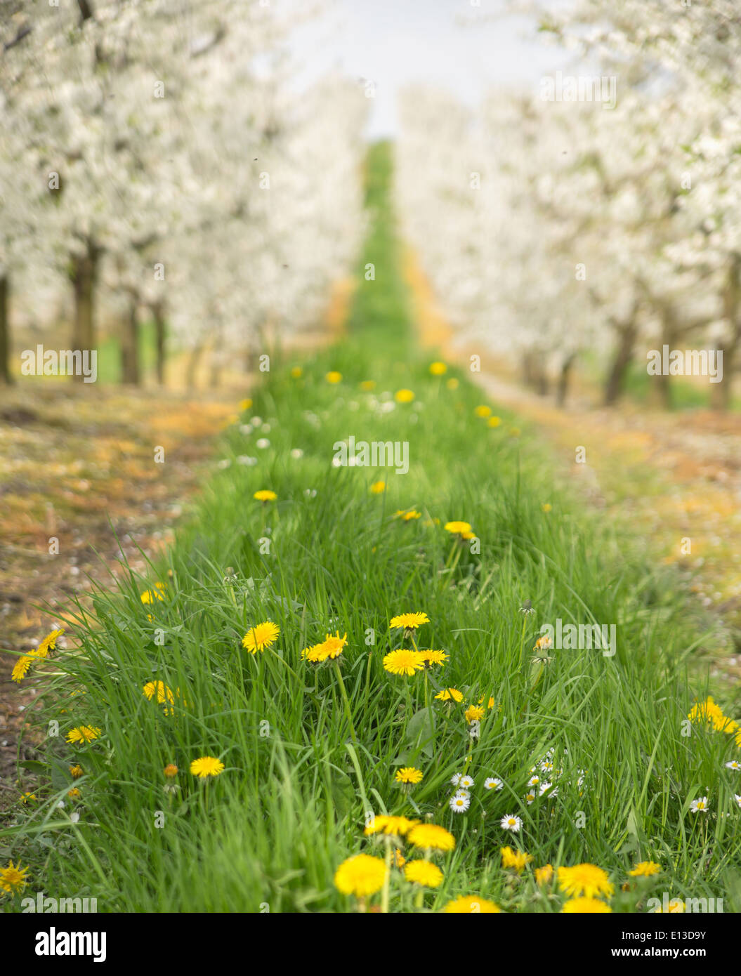 Flower orchard hi-res stock photography and images - Alamy