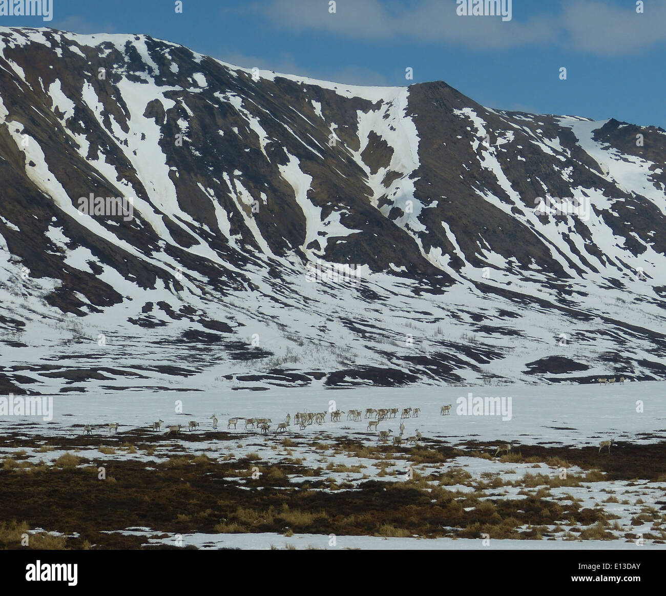 Caribou populations in the Kilbuck Mountains of Alaska are monitored as ...