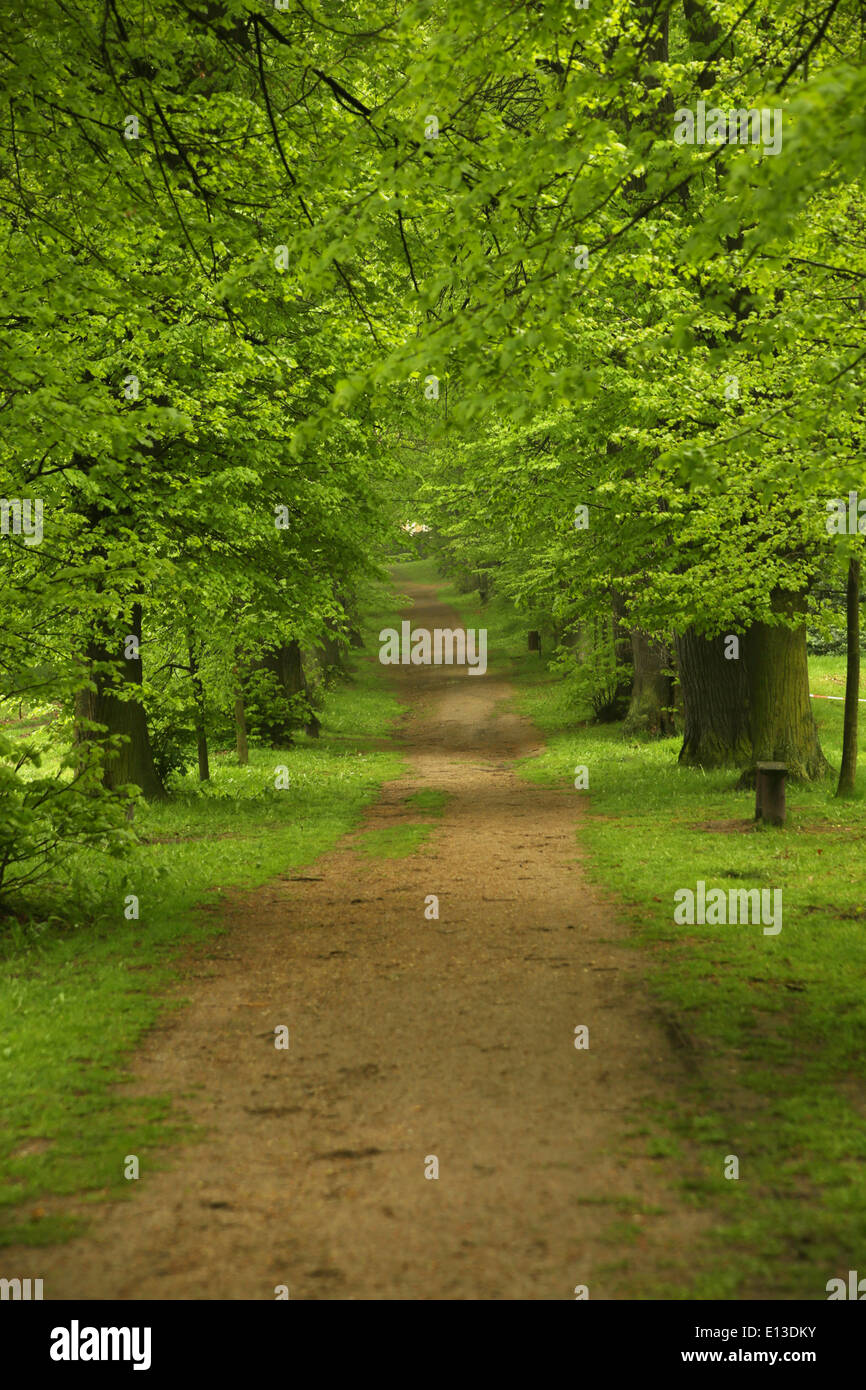 Photo of the wild greenery Stock Photo - Alamy