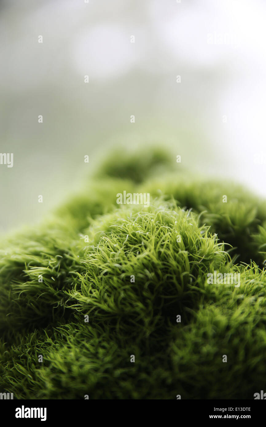 Interesting specimen of the wild nature Stock Photo - Alamy