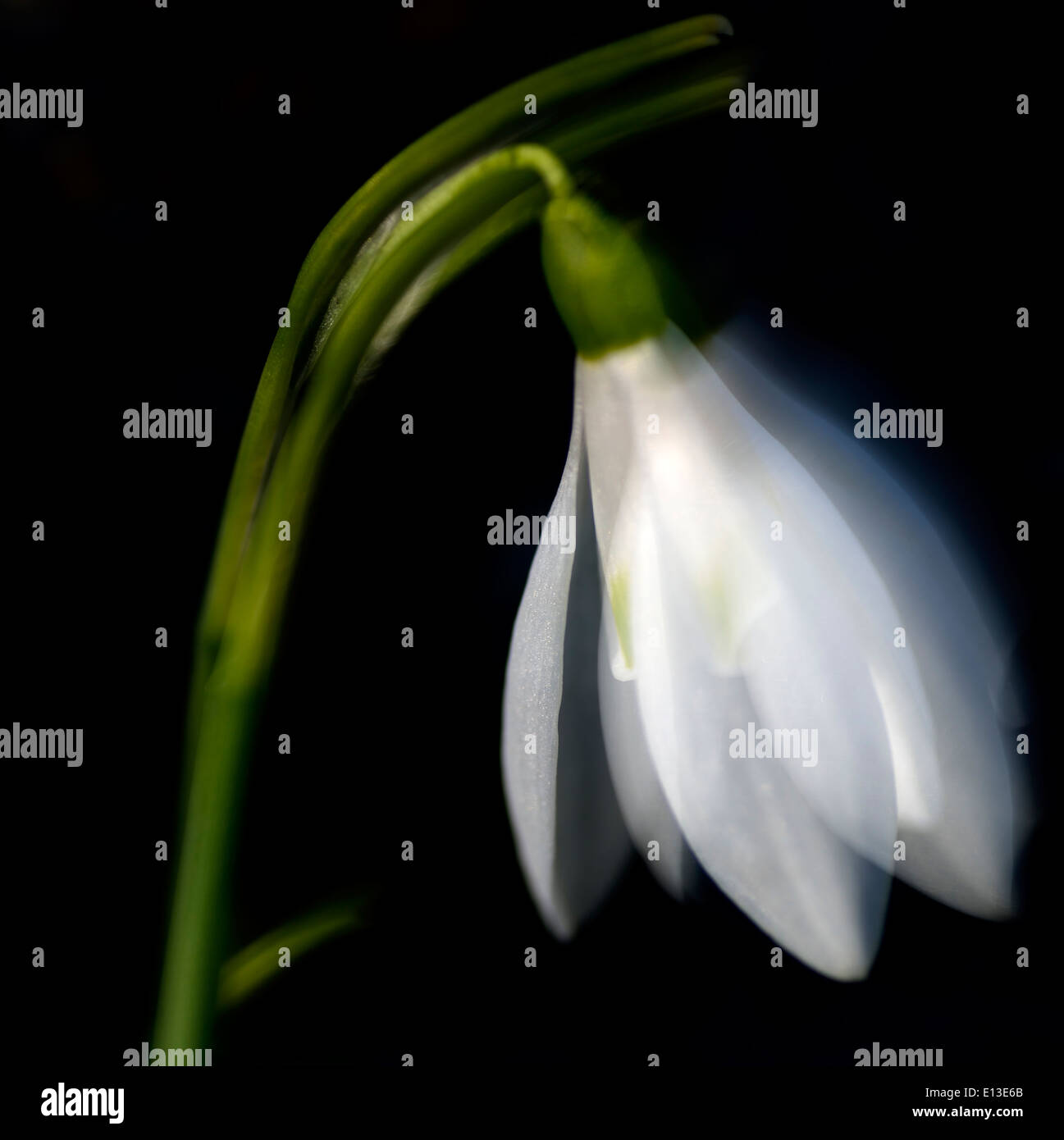 Snowdrop moving in the wind, UK Stock Photo - Alamy